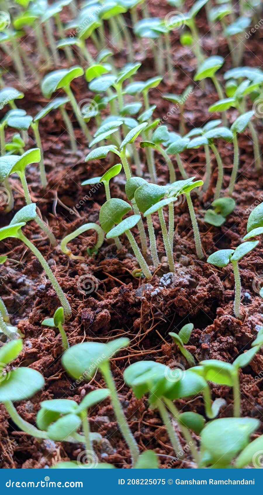 Basil sprouts home grown stock image. Image of kitchen - 208225075
