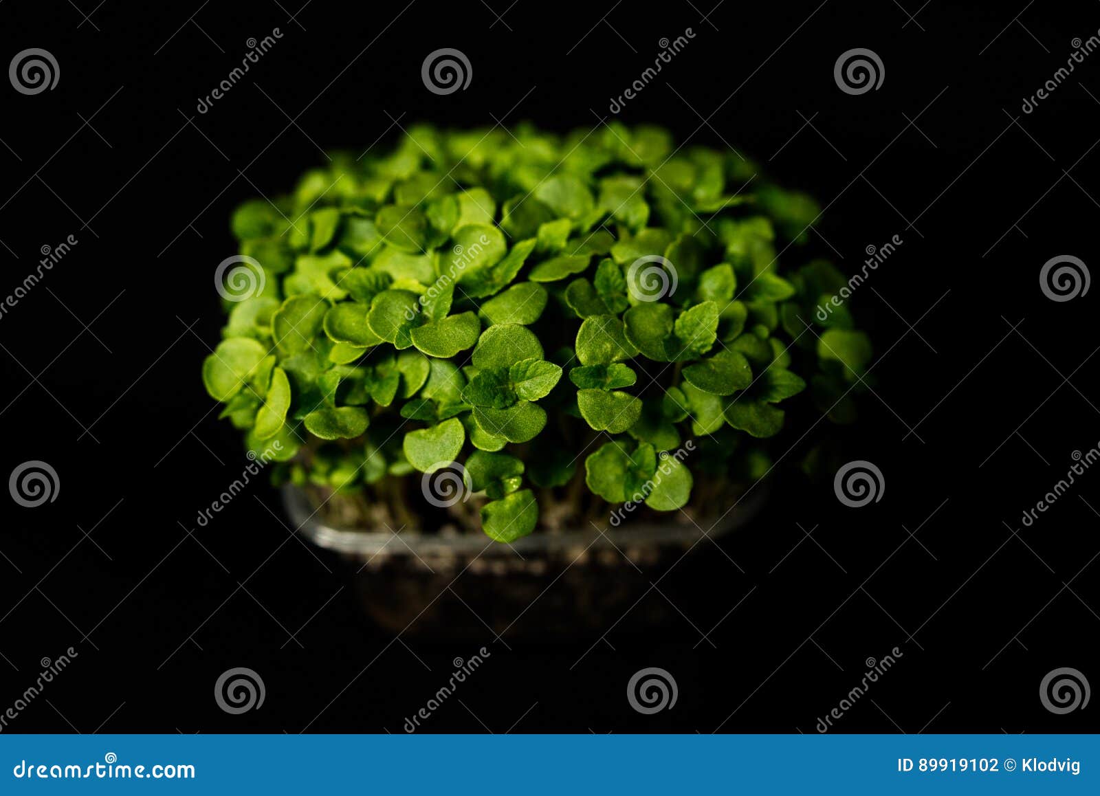 Basil sprouts stock photo. Image of cooking, harvested - 89919102