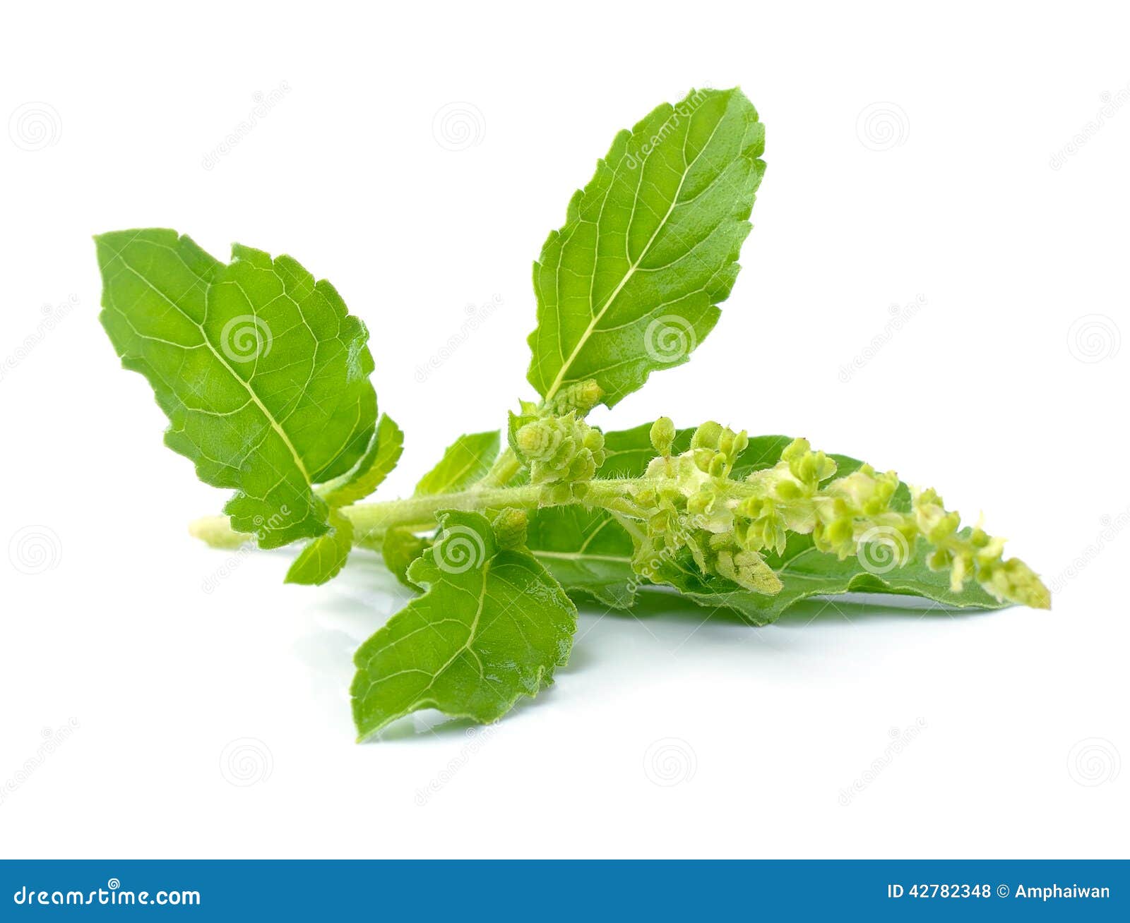 Basil stalk stock photo. Image of isolation, leaf, isolated - 42782348