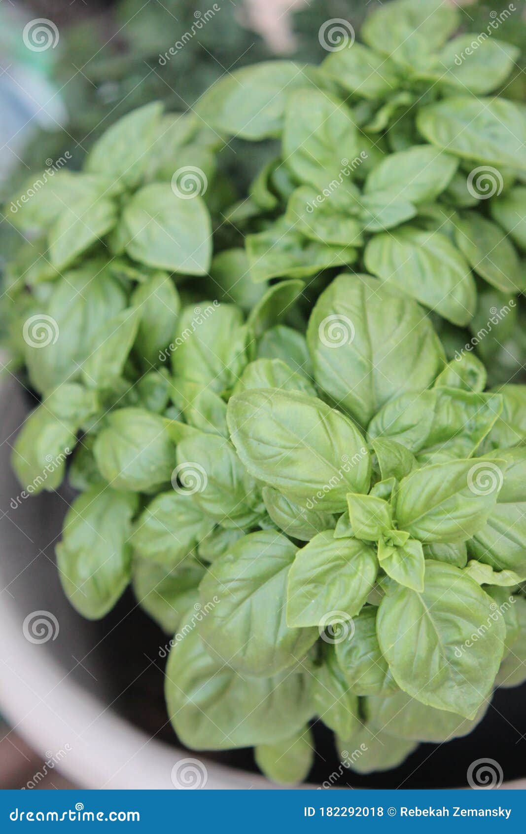 Basil sweet 9409 stock photo. Image of drought, decorative - 182292018