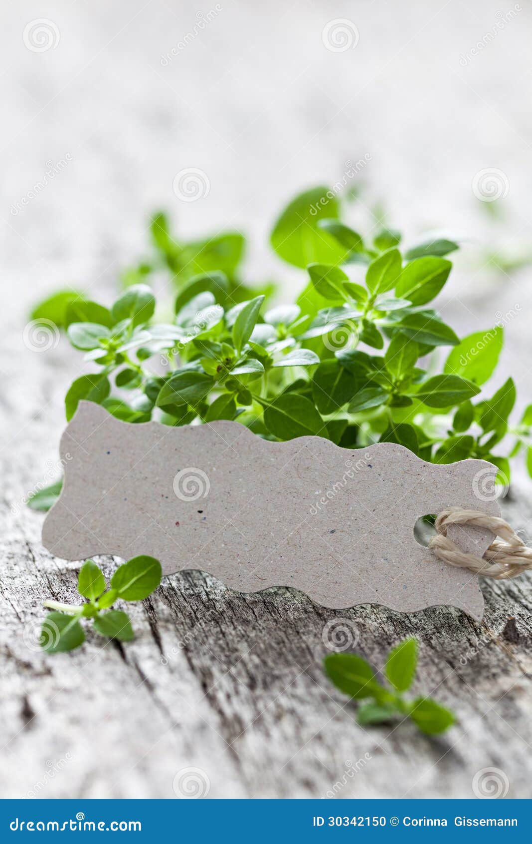Basil and tag stock photo. Image of rustic, tasty, vegetarian - 30342150
