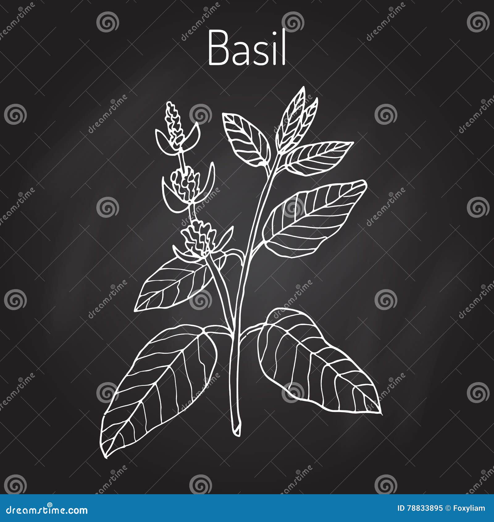 Basil stock vector. Illustration of fresh, balm, basil - 78833895