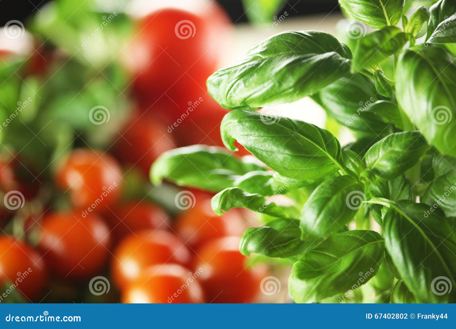 Basil and tomato stock photo. Image of diet, ecology - 67402802