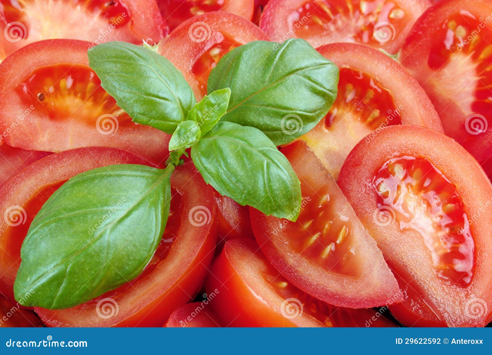 Basil and tomatos stock photo. Image of salad, vegetable - 29622592