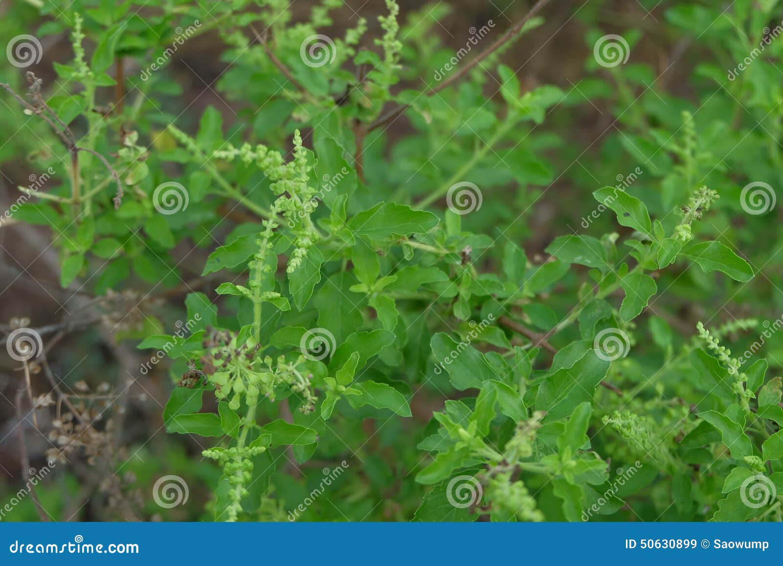 Basil tree stock image. Image of ingredient, cook, leaf - 50630899