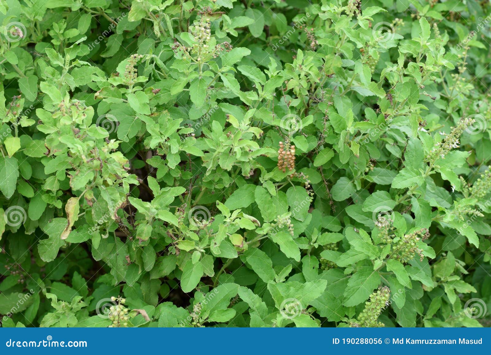Basil Tree Leaves in Nature, Green Leaf Background Stock Photo - Image ...