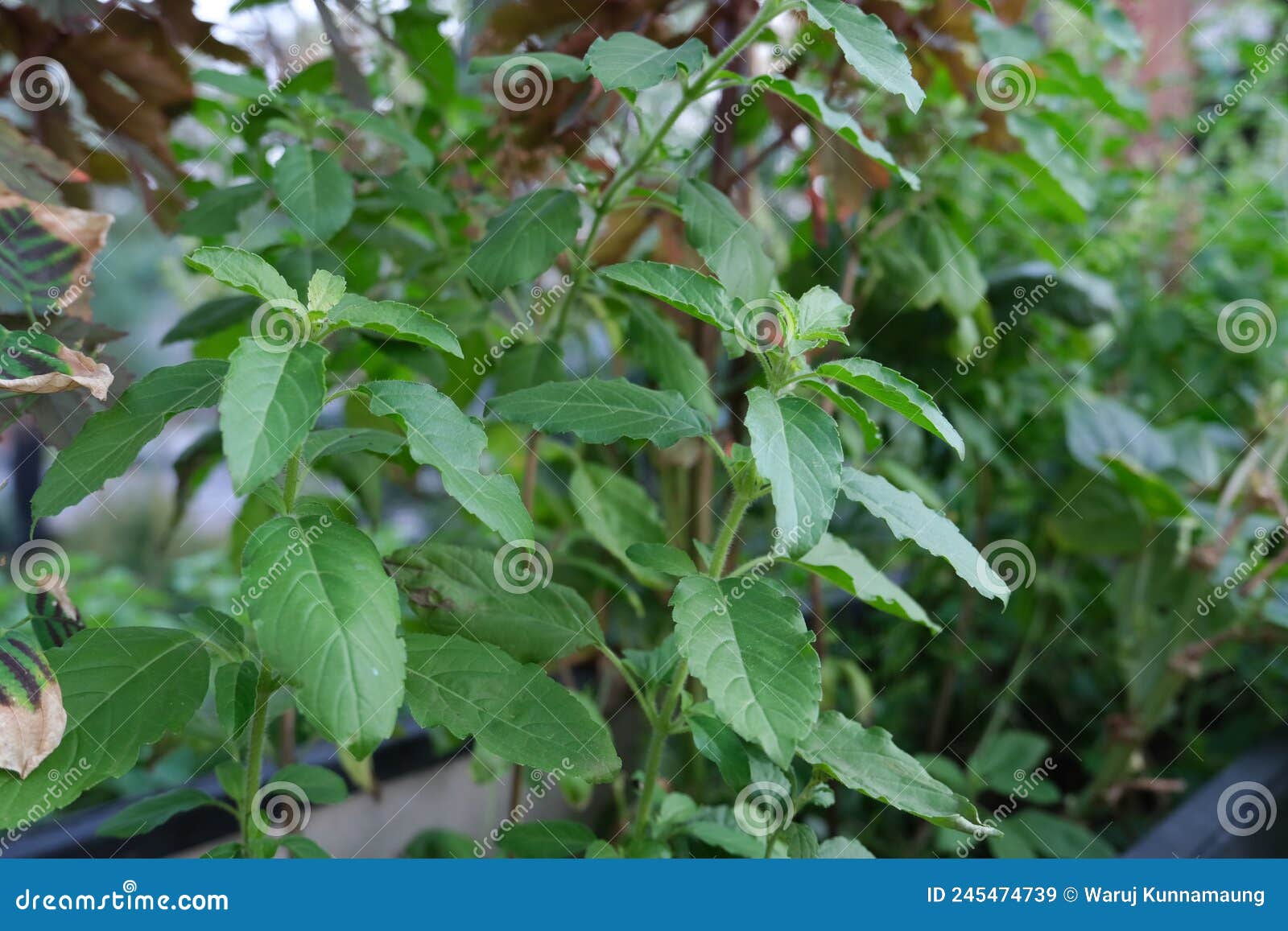 Basil plant in the plot. stock image. Image of flower - 245474739