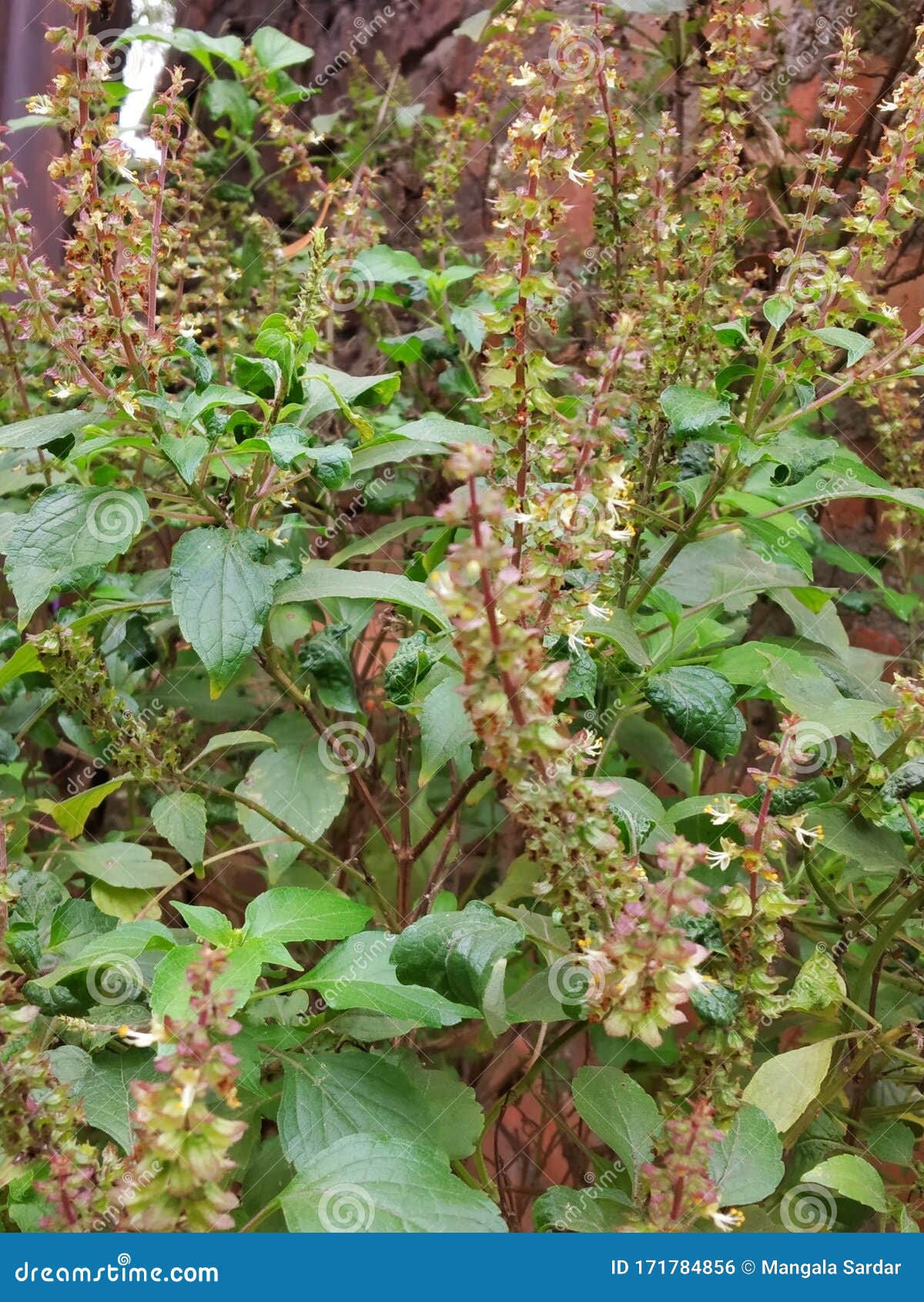 This is a Basil Tree Stock Photo Image. Stock Photo - Image of fresh ...