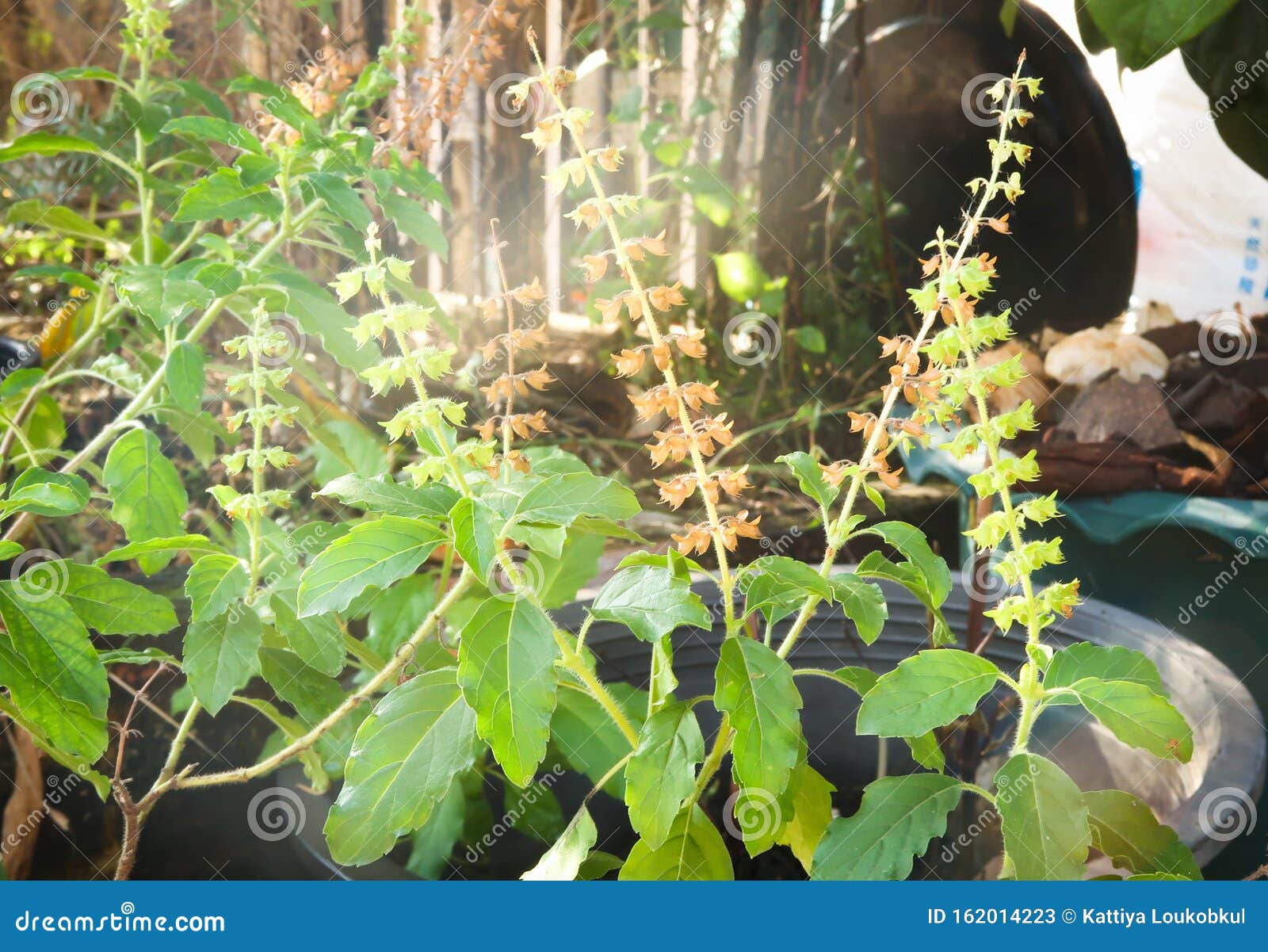 Basil tree trees close up stock image. Image of tasty - 162014223