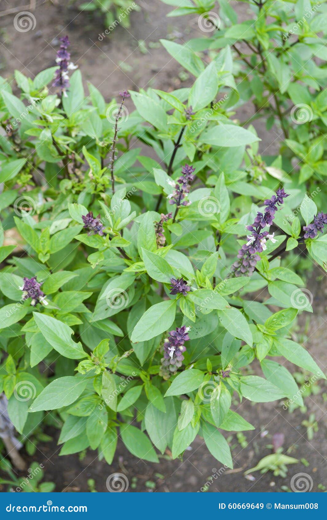 Basil tree stock image. Image of basilicum, thai, tree - 60669649