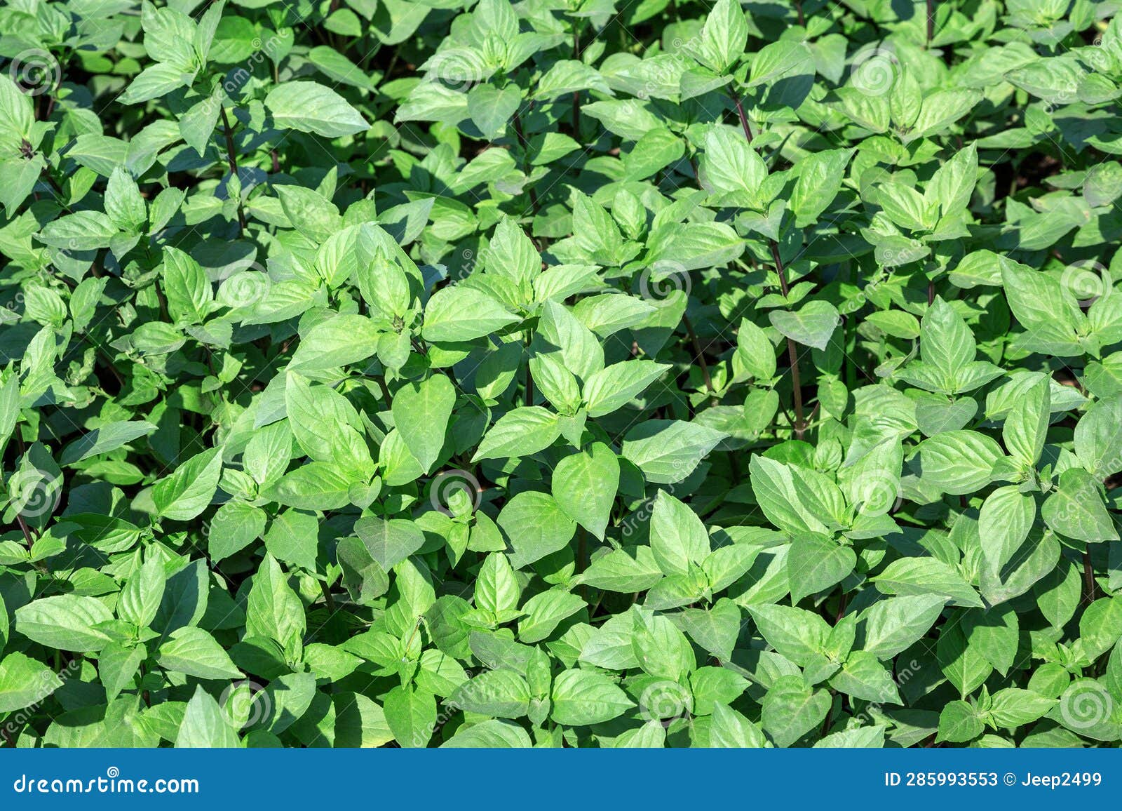 Basil trees in the garden. stock image. Image of hedge - 285993553