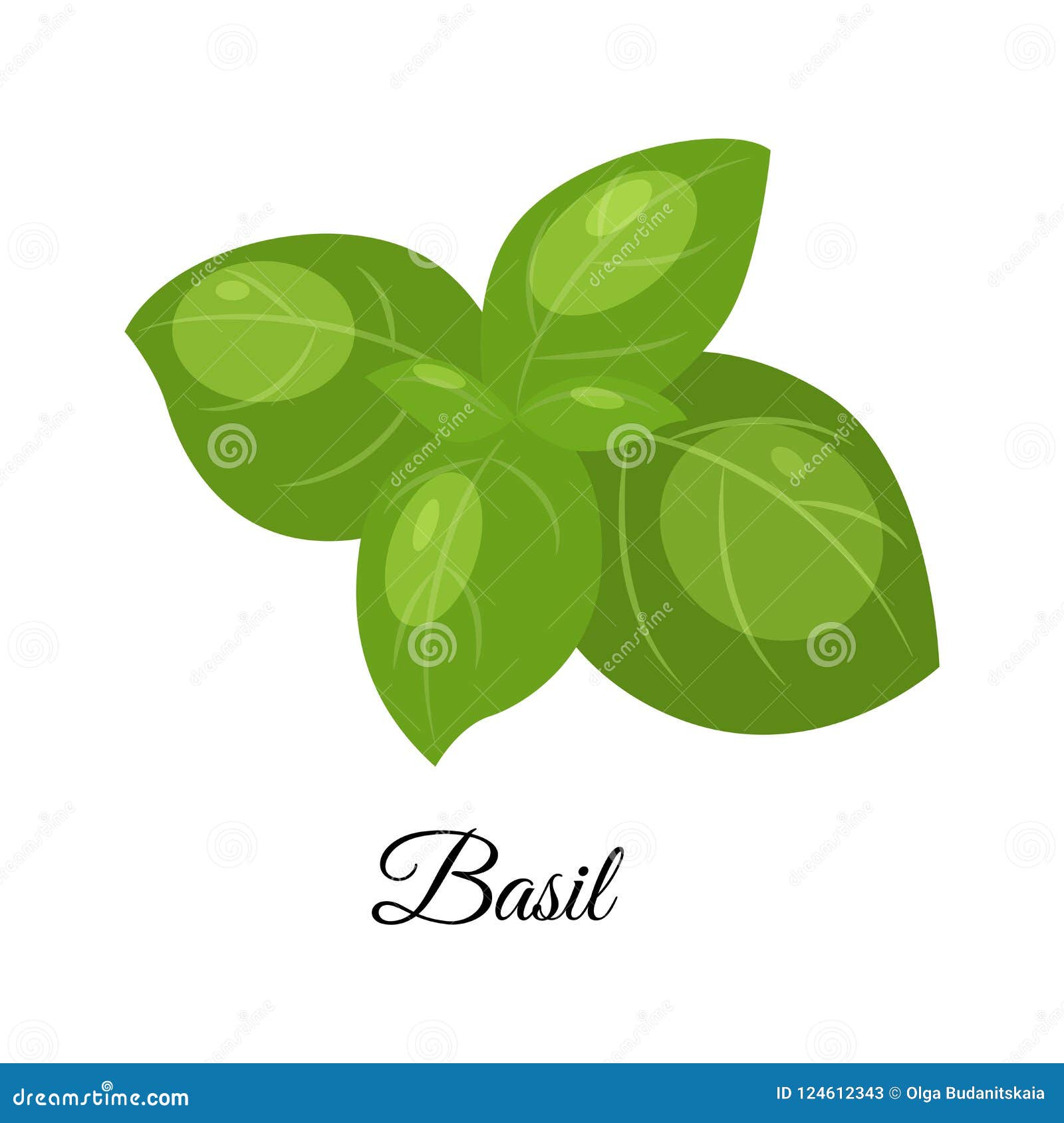 Basil Vector Illustration Isolated on White Background. Stock Vector ...