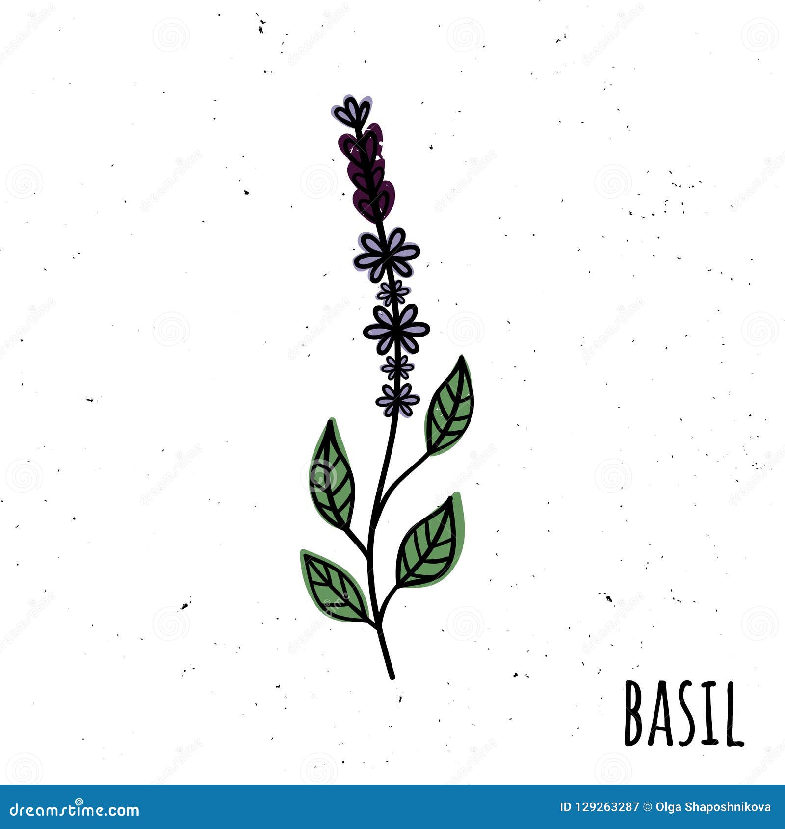 Basil. Vector Illustration with a Plant. Hand Drawn Style Stock ...
