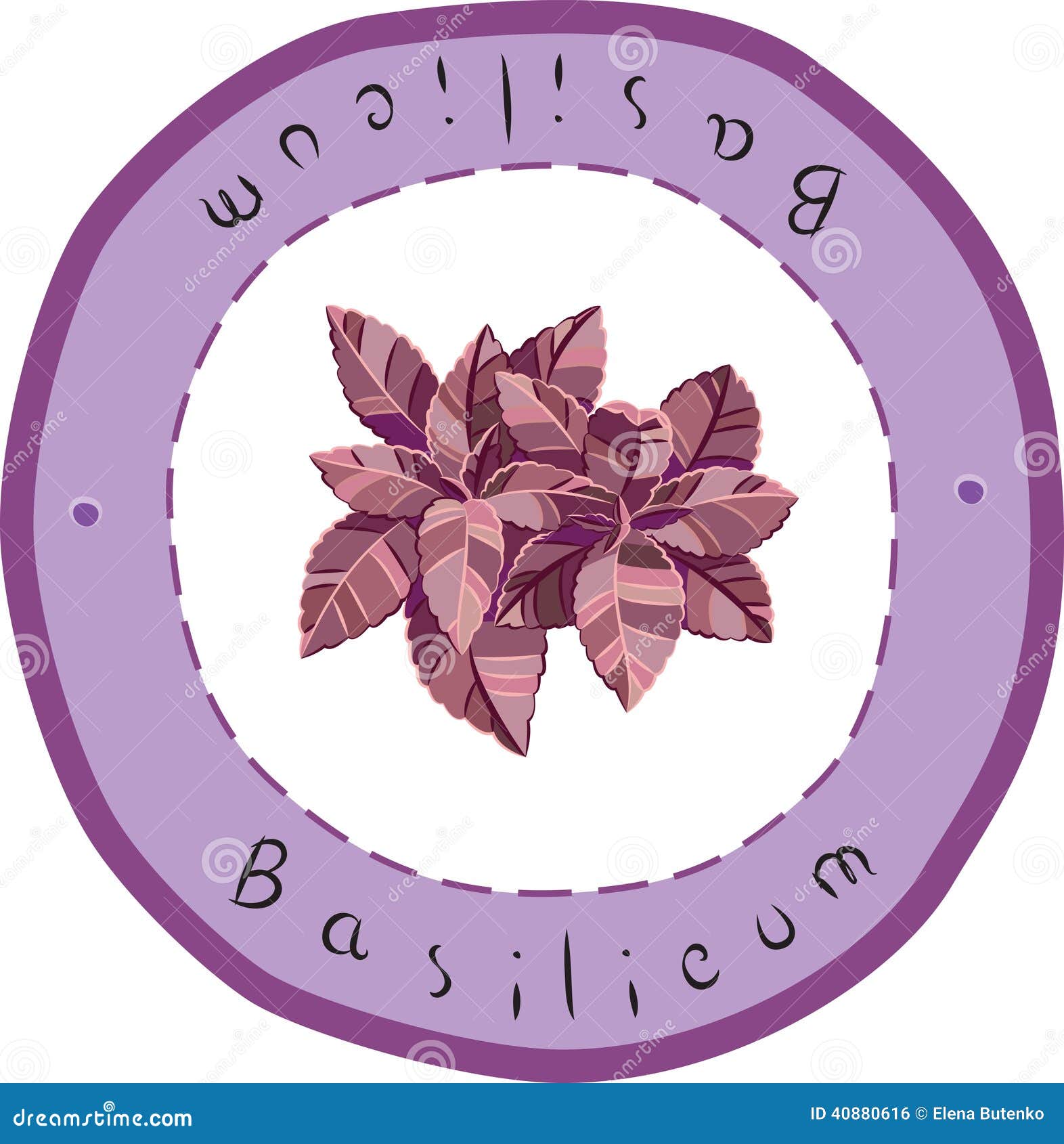 Basil stock vector. Illustration of detailed, flavor - 40880616