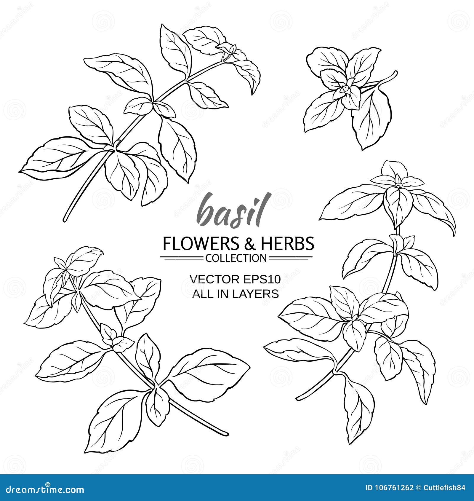 Basil Cartoon Vector | CartoonDealer.com #62656019