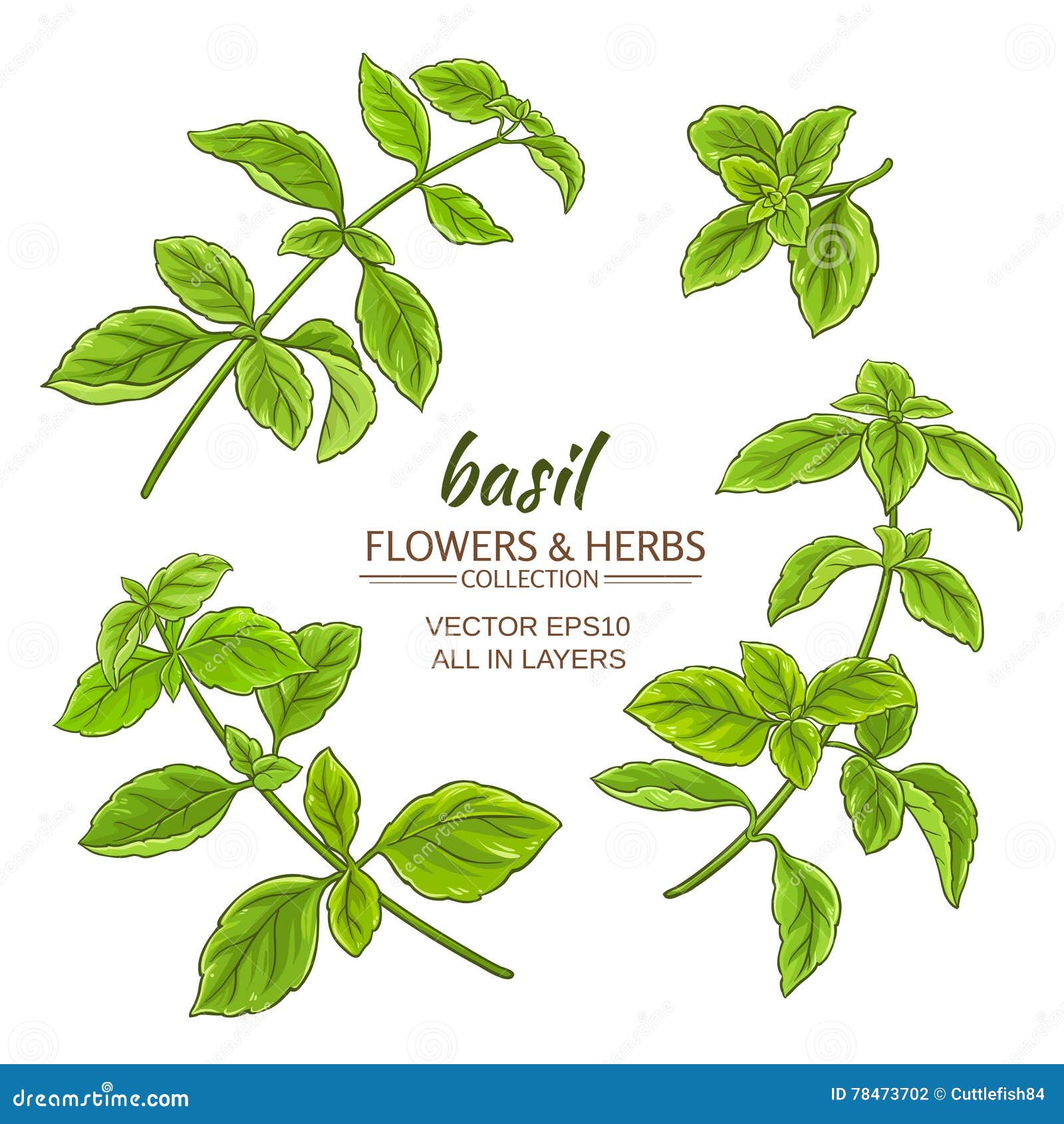 Basil vector set stock vector. Illustration of healthy - 78473702