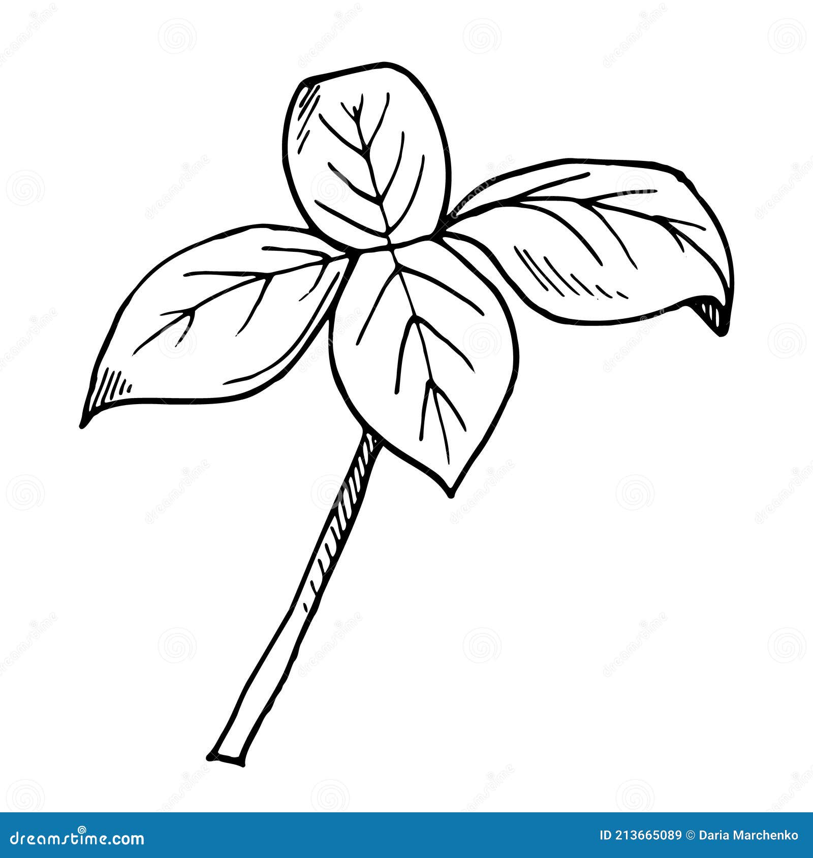 Basil in a Vector Style Isolated. Black and White Sketch Stock Vector ...