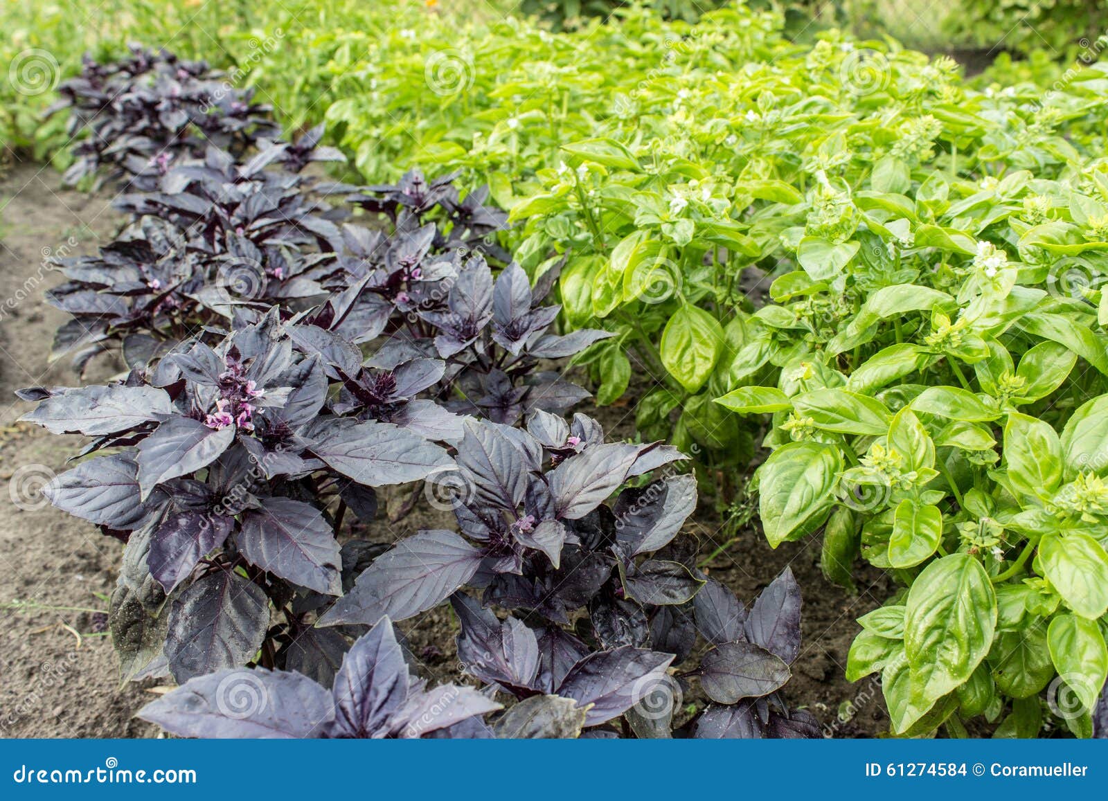 Basil stock photo. Image of gardening, basil, purple - 61274584