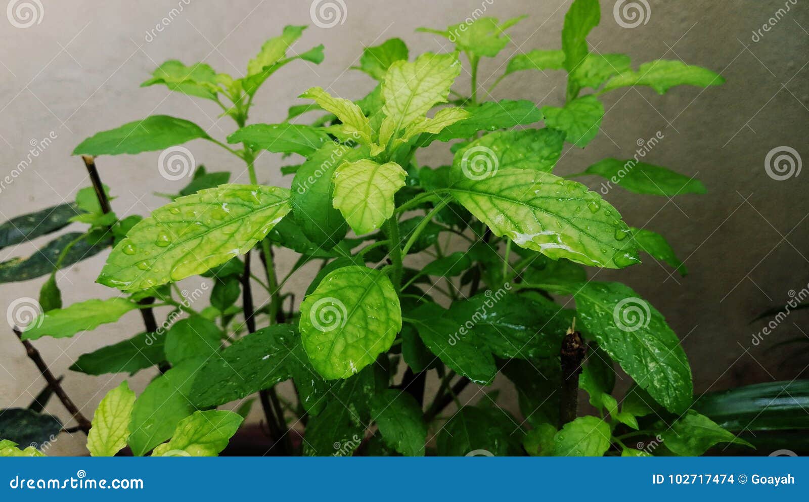Basil stock photo. Image of garden, cooking, green, herb - 102717474