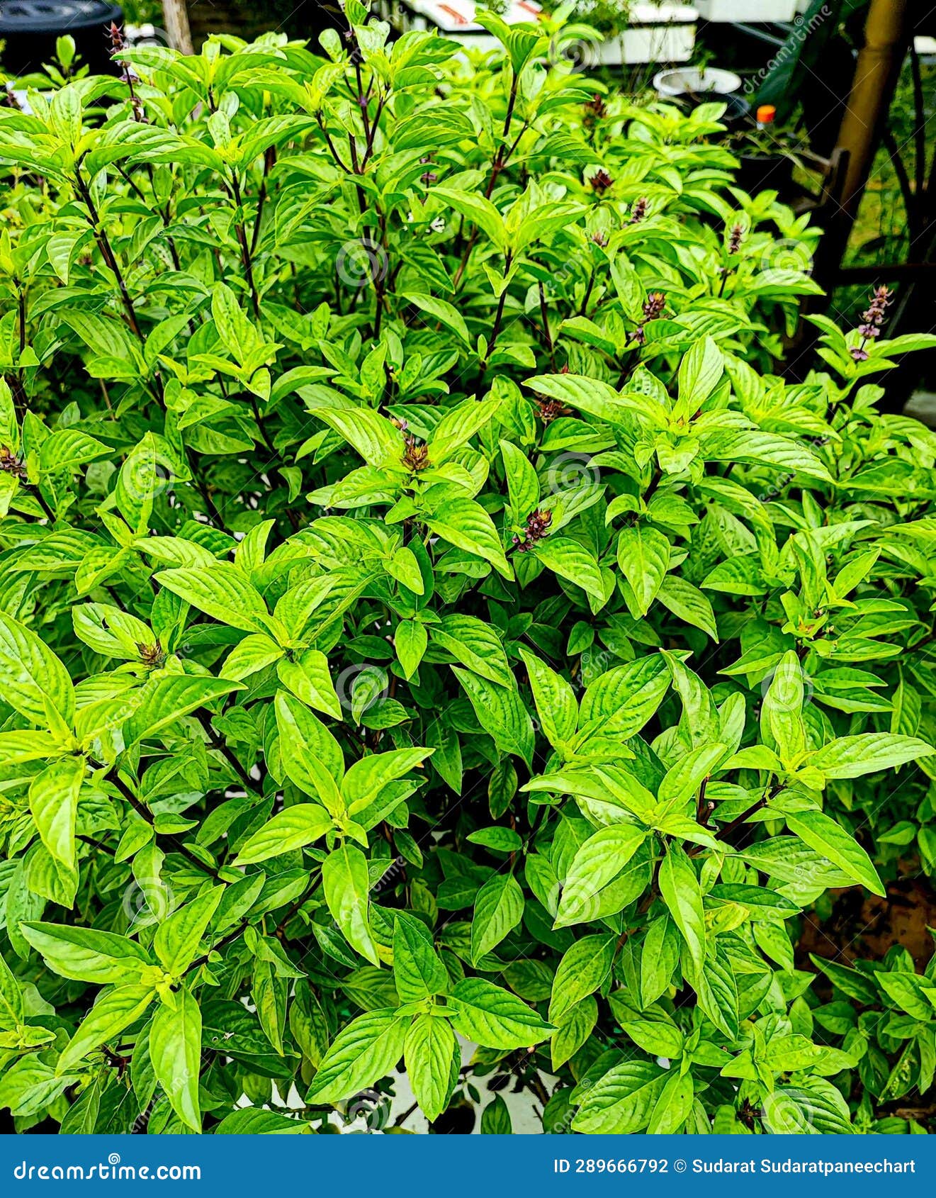 Basil vegetables food stock photo. Image of tree, basil - 289666792