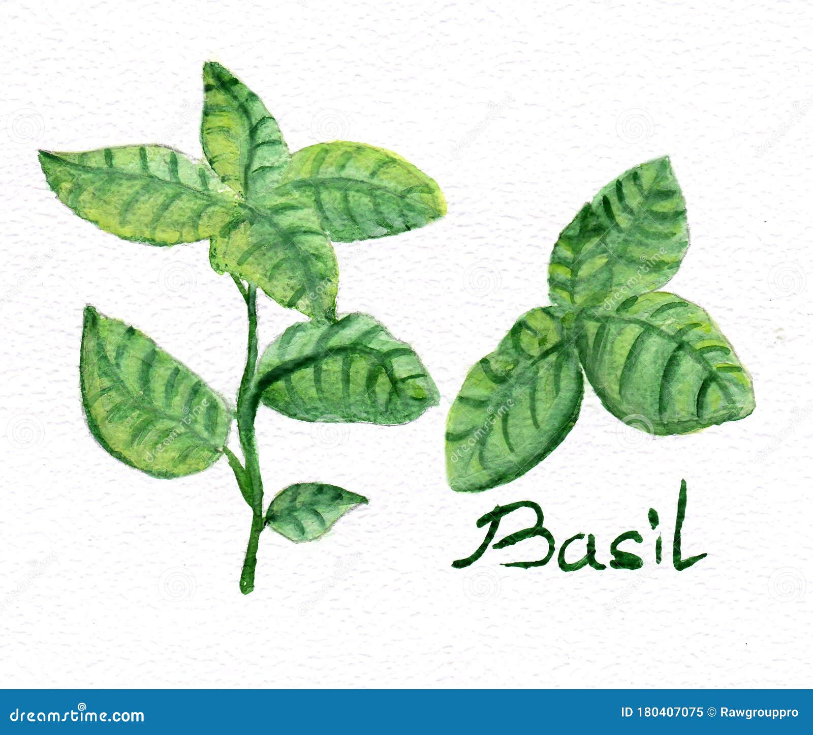 Basil Watercolor Hand Drawing Illustration Stock Illustration ...