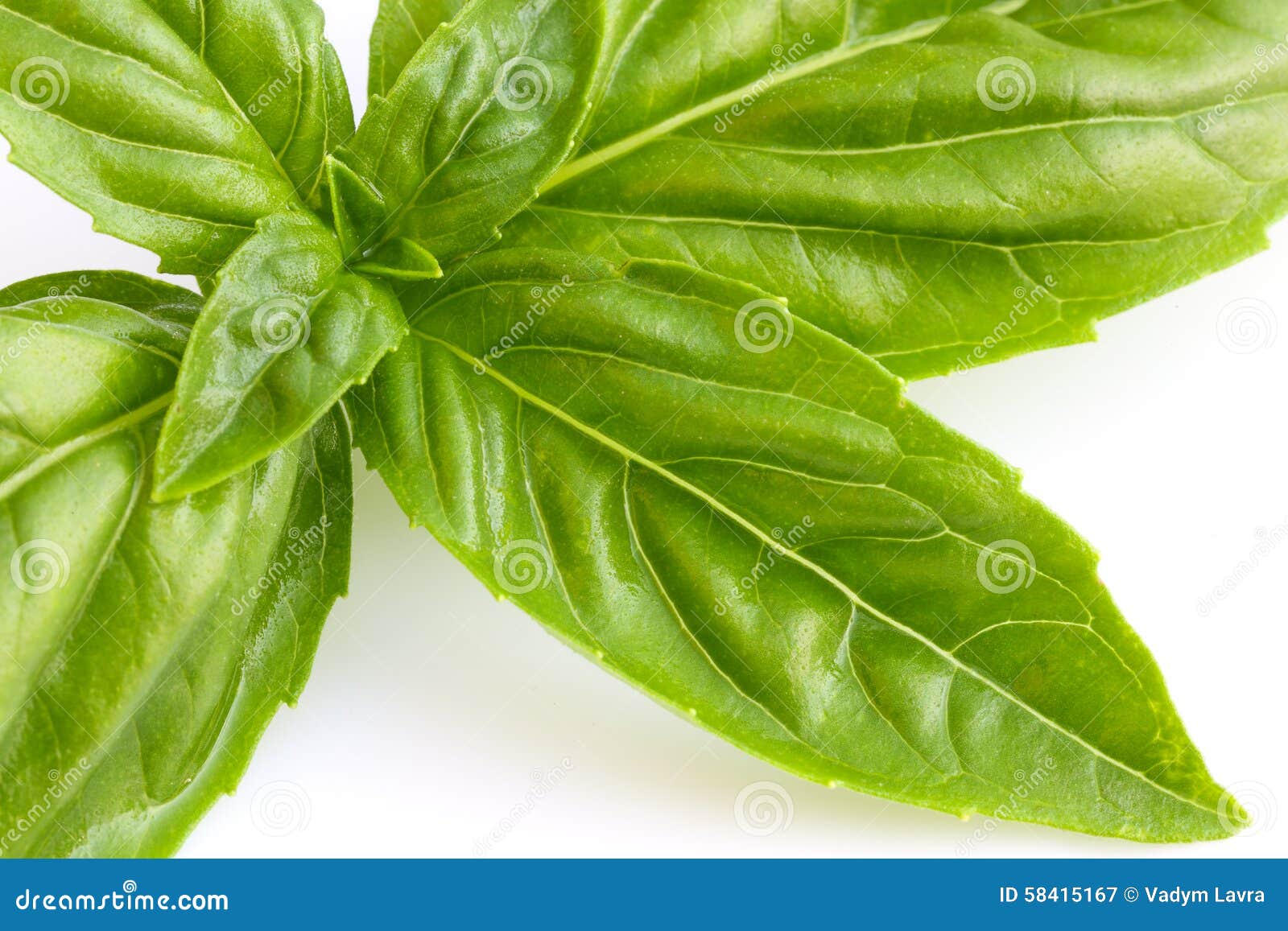 Basil On A White Background Stock Image - Image of biology, liegend ...