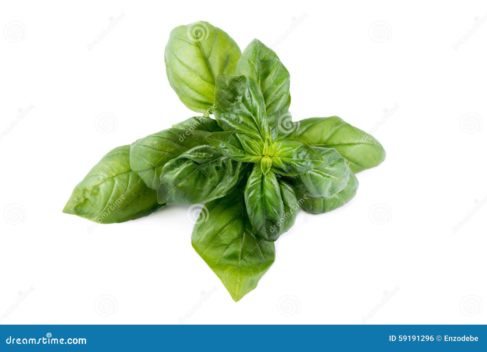Basil on white background stock photo. Image of green - 59191296