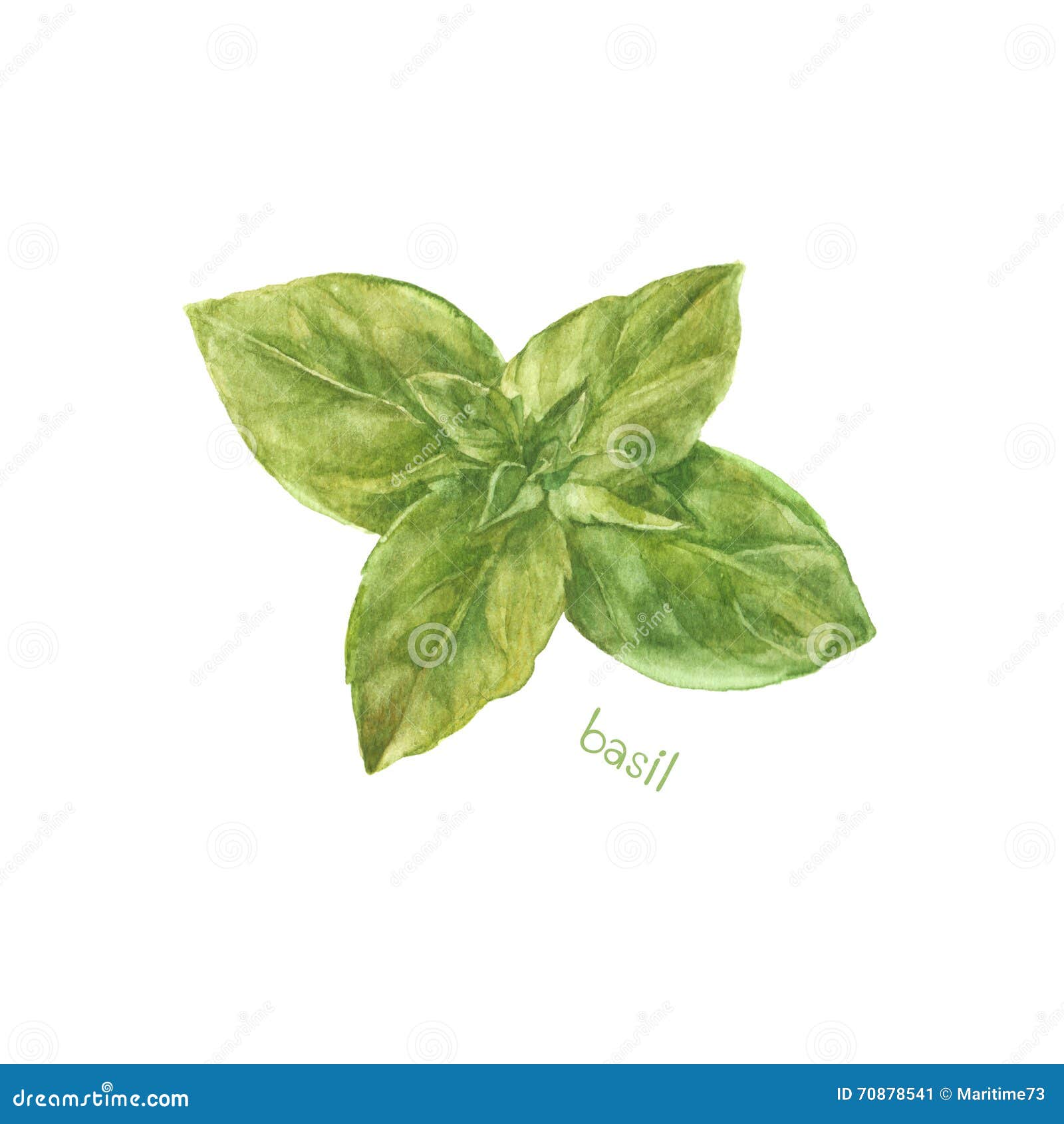 Basil on White Background. Vector, Watercolor Hand Draw Stock ...