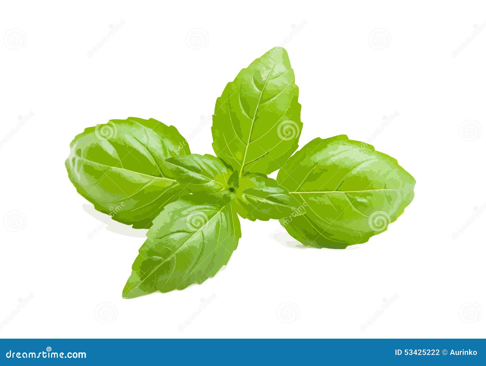 Basil stock vector. Illustration of graphic, flavor, flavour - 53425222