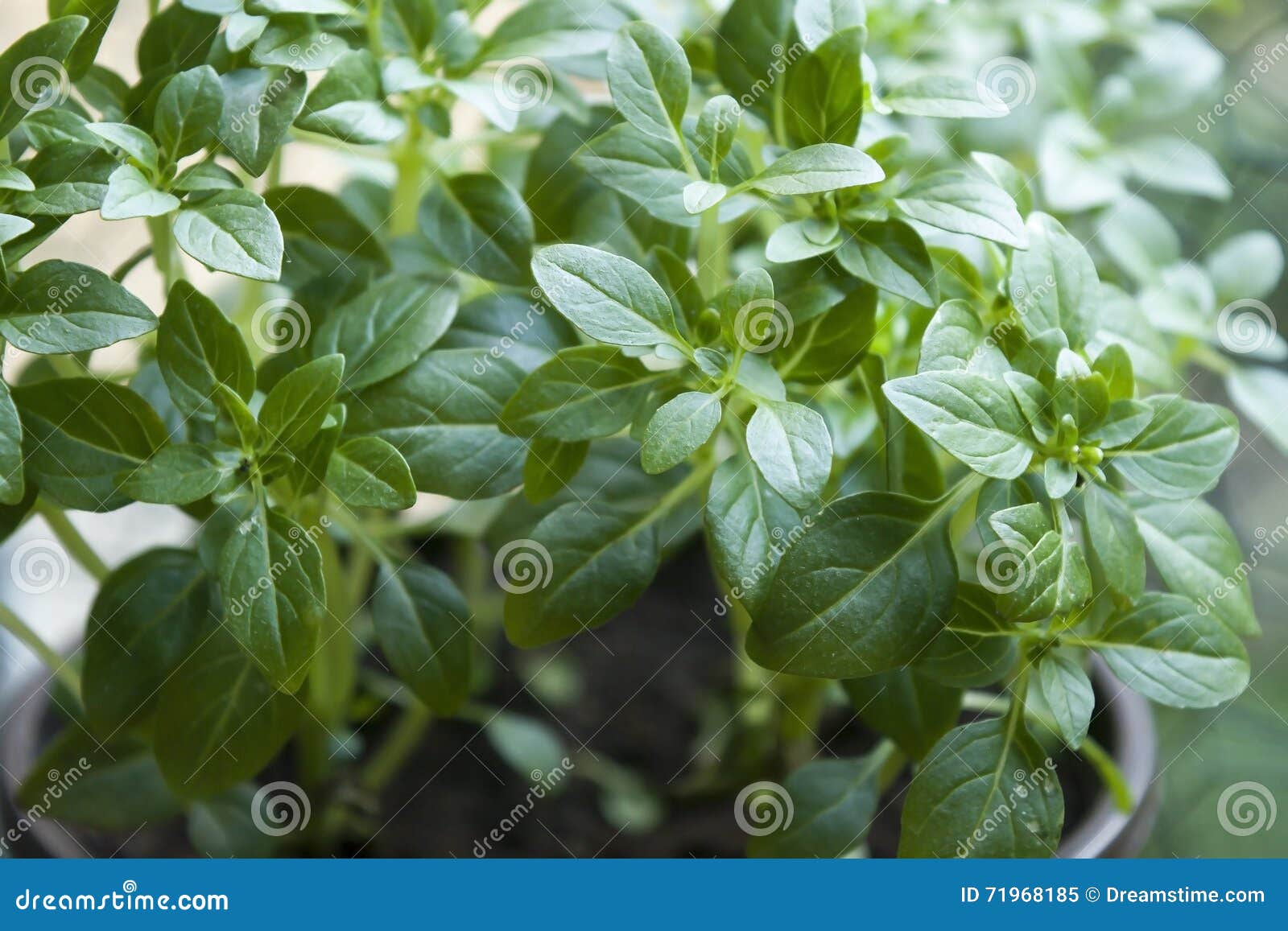 Basil stock image. Image of leaves, bush, basil, fresh - 71968185