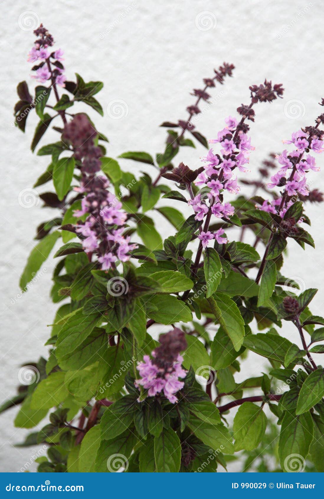 Basil2 stock image. Image of delicious, cooking, green - 990029