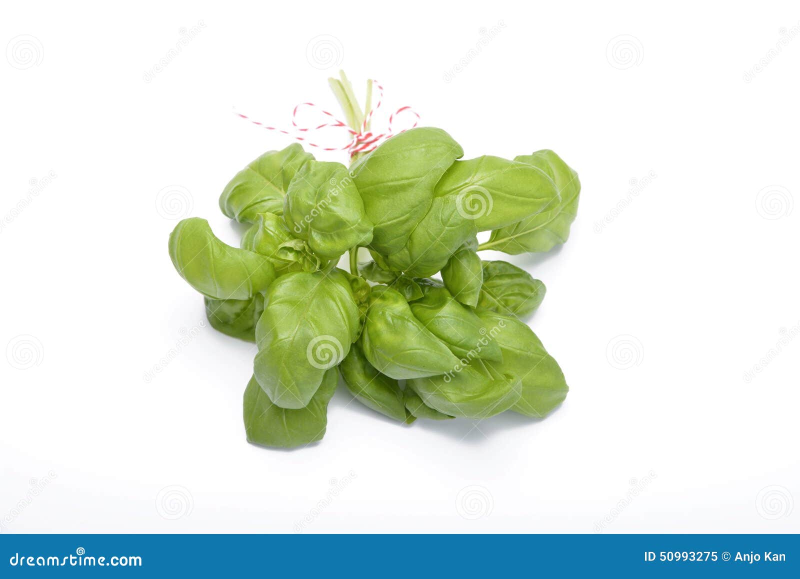 Basili imagen de archivo. Imagen de crecimiento, cubo - 50993275