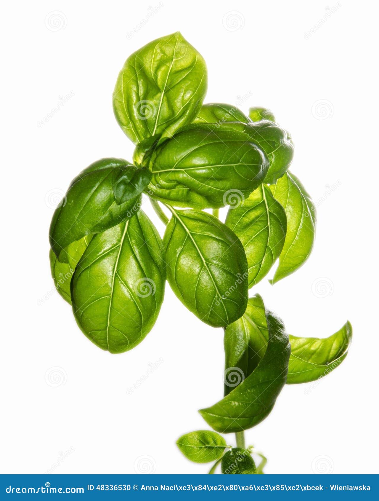 Basilia植物 库存照片. 图片 包括有 可食, 新鲜, 食物, 食用, 厨房, 药房, 意大利面食 - 48336530