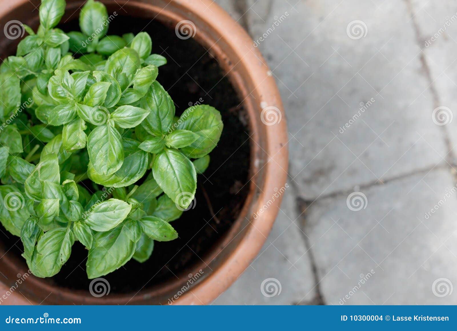 Basilic photo stock. Image du épice, ciel, croissance - 10300004