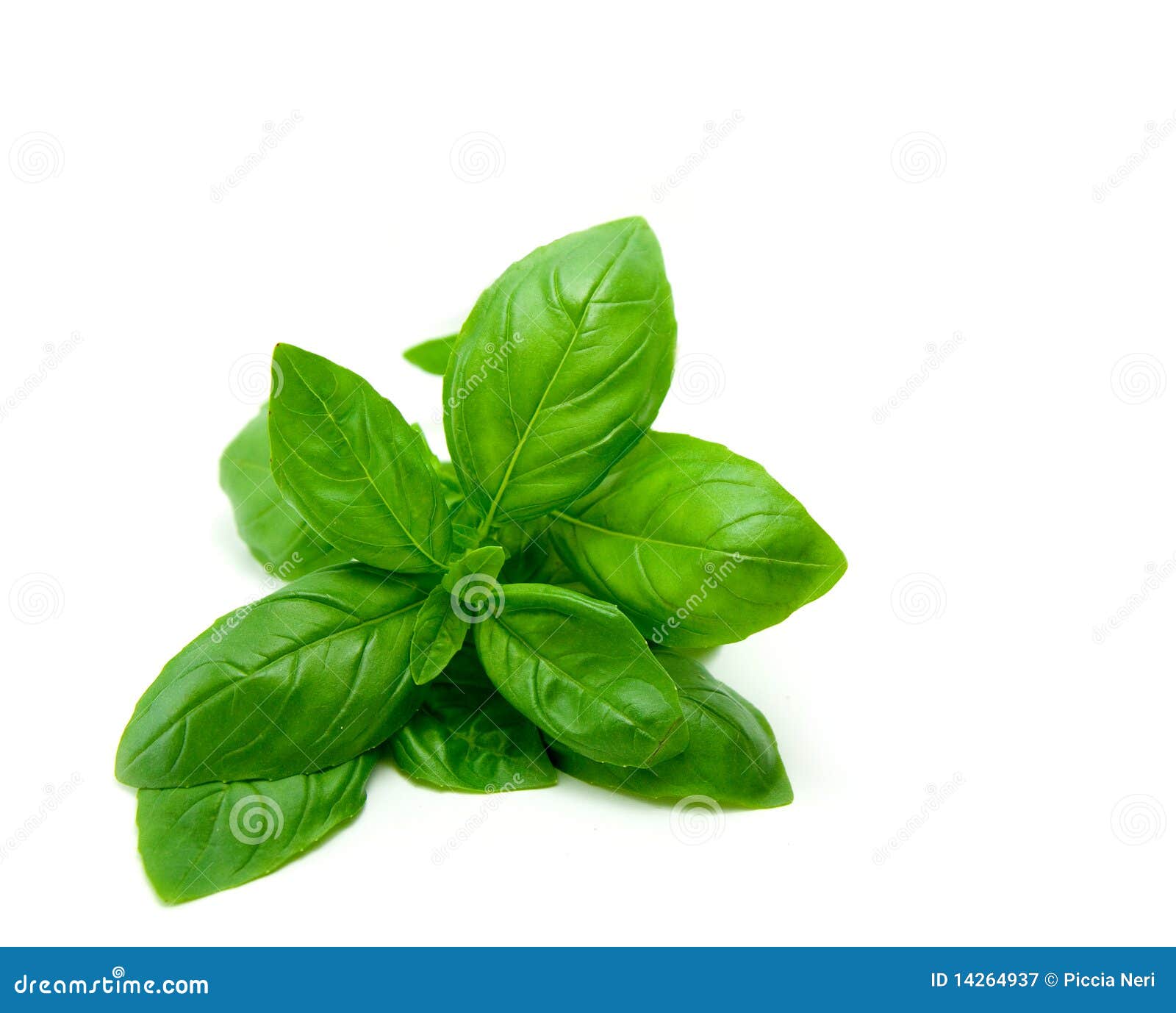 Basilic image stock. Image du délicatesse, organique - 14264937