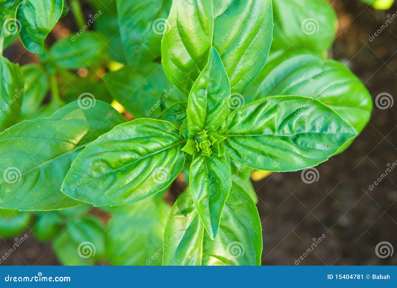 Basilic stock image. Image of perfume, culinary, herbs - 15404781