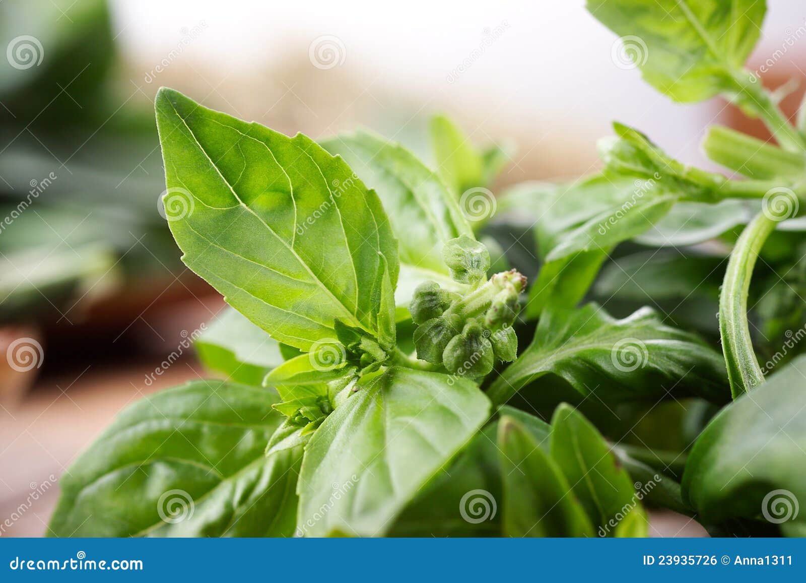 Basilic photo stock. Image du brun, organique, santé - 23935726