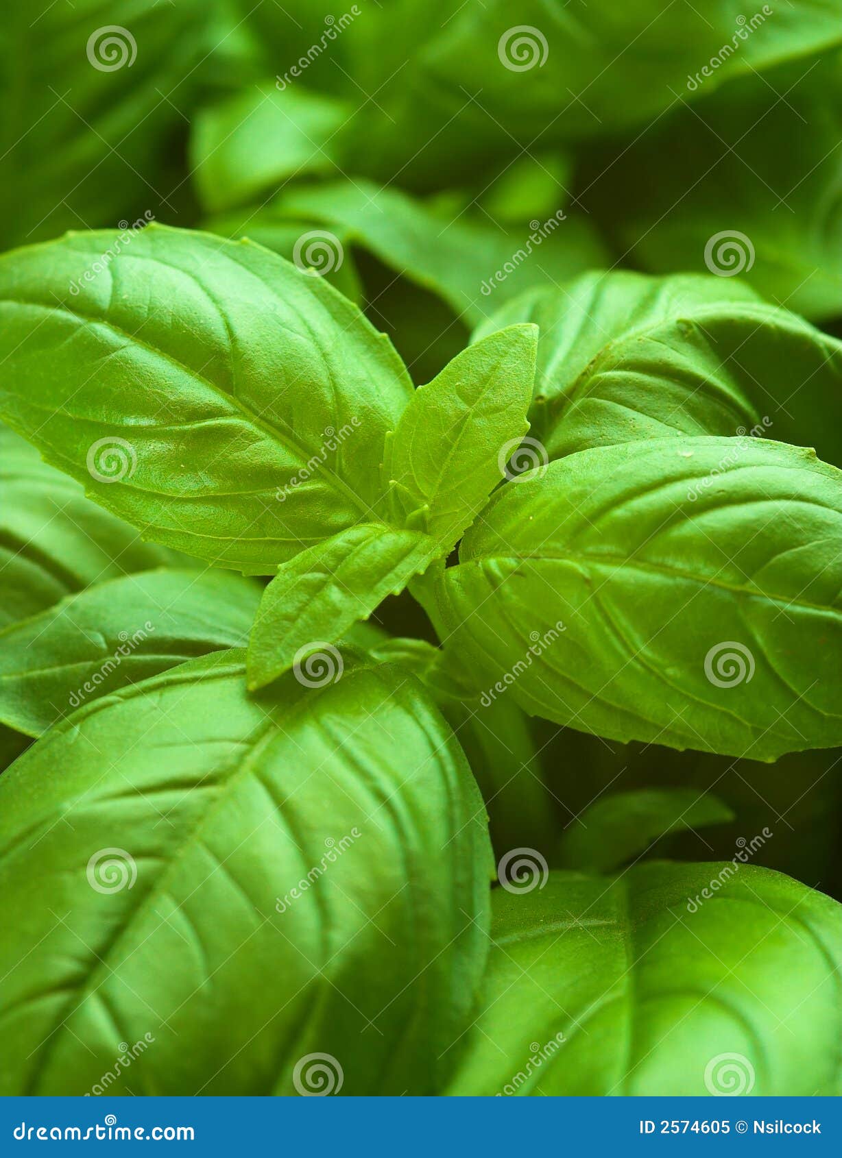 Basilic image stock. Image du potted, frais, goût, nourriture - 2574605