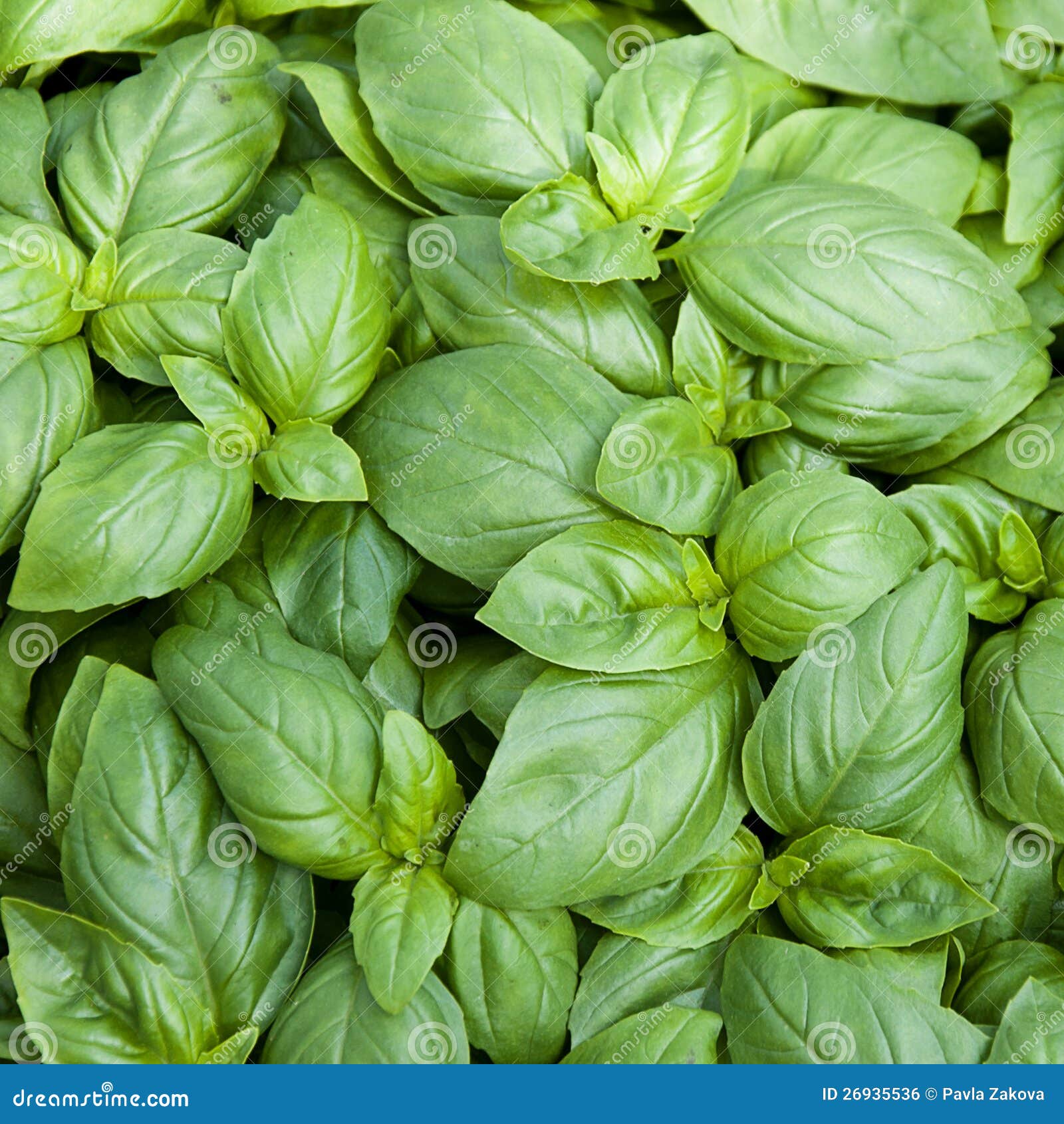 Basilic photo stock. Image of herbe, croissance, sain - 26935536