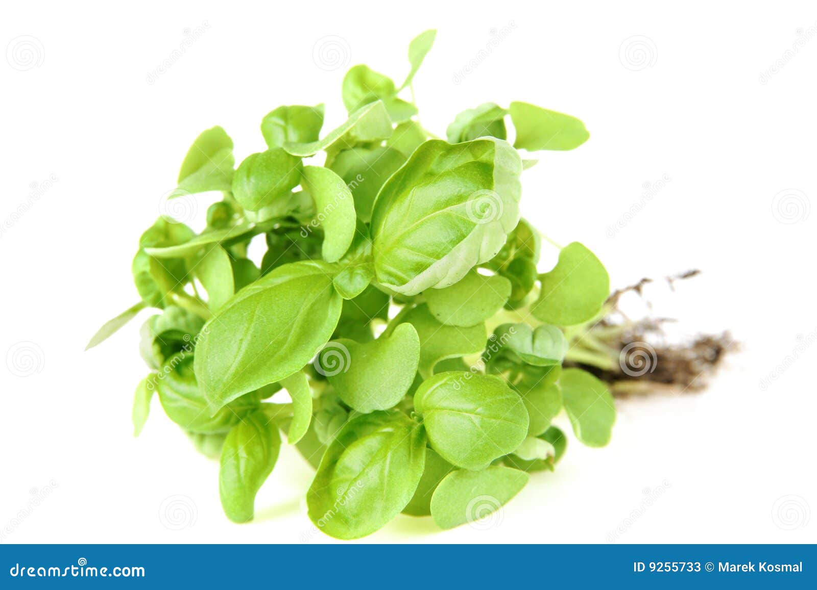 Basilic image stock. Image du blanc, basilic, sélectionné - 9255733