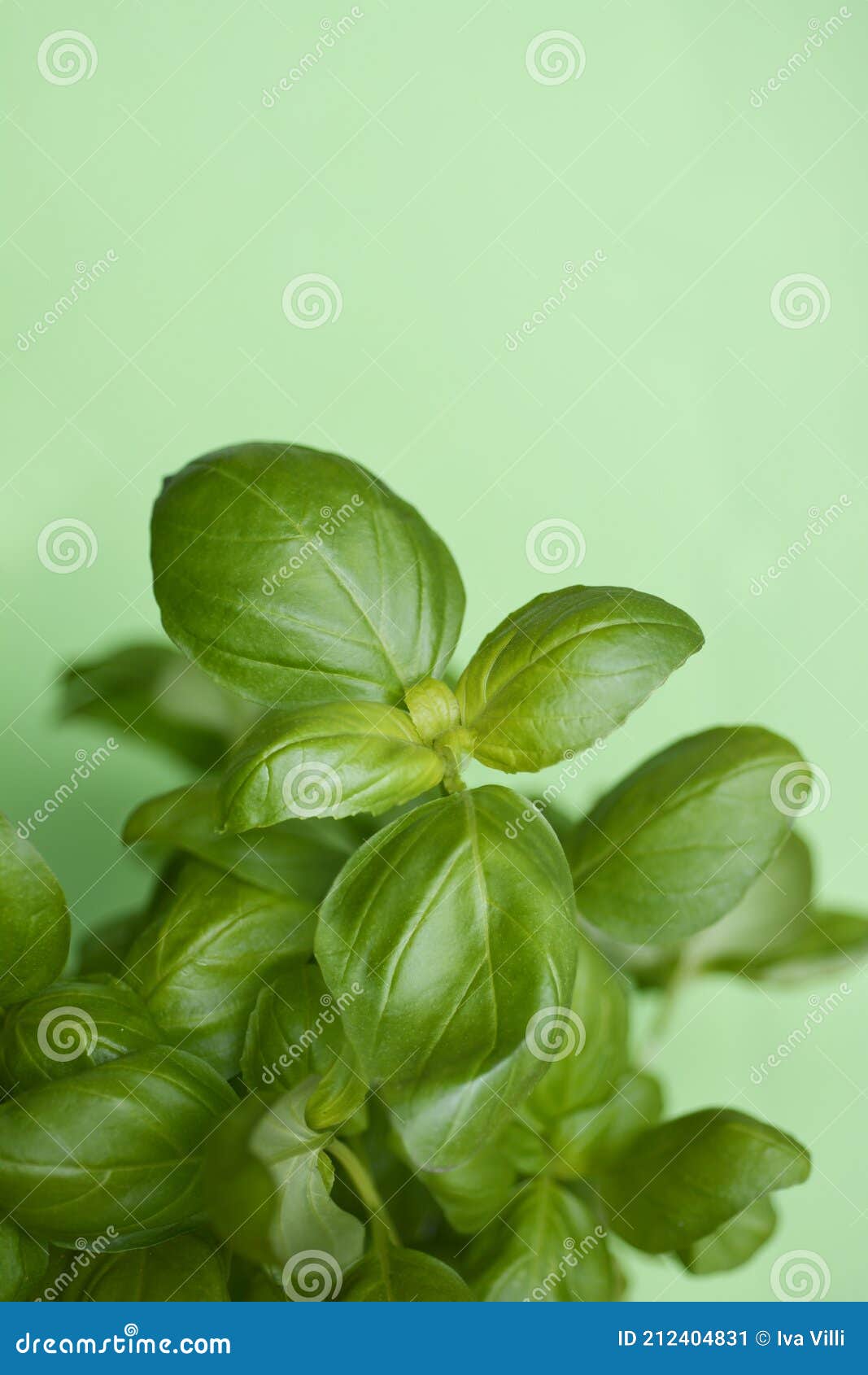 Basilic commun image stock. Image du commun, herbe, nature - 212404831