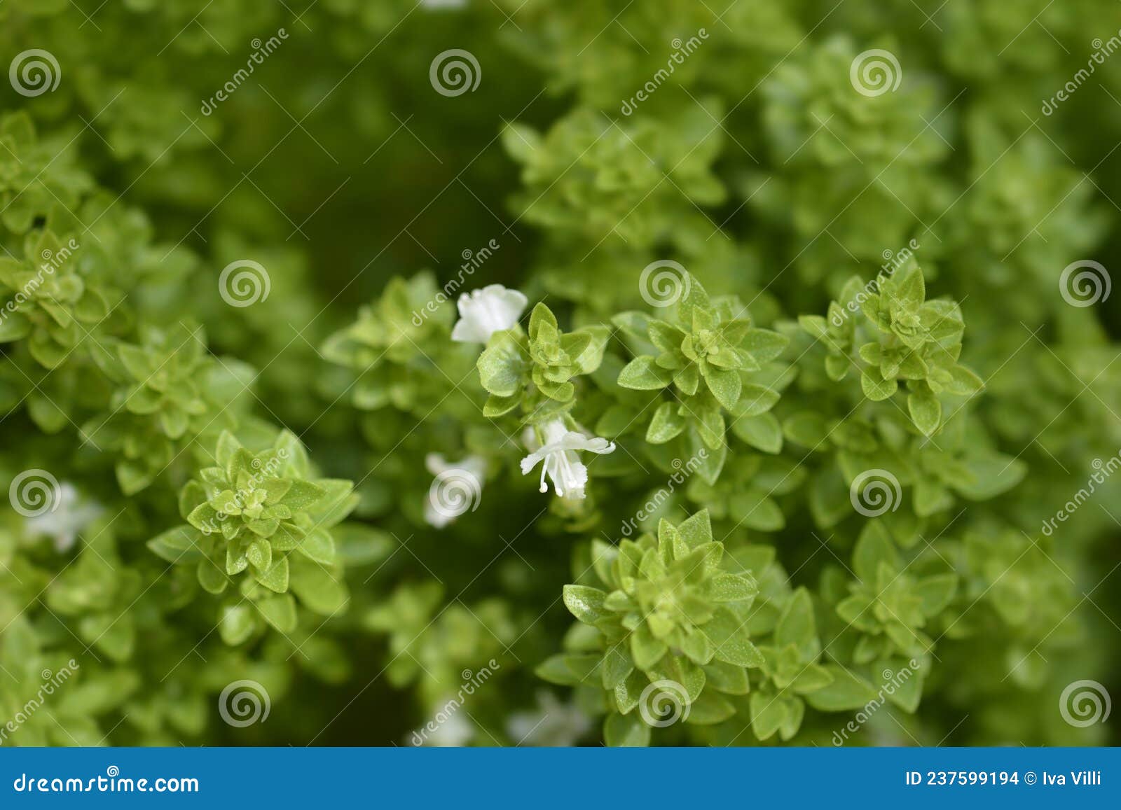 Basilic de bush photo stock. Image du fleur, jardin - 237599194