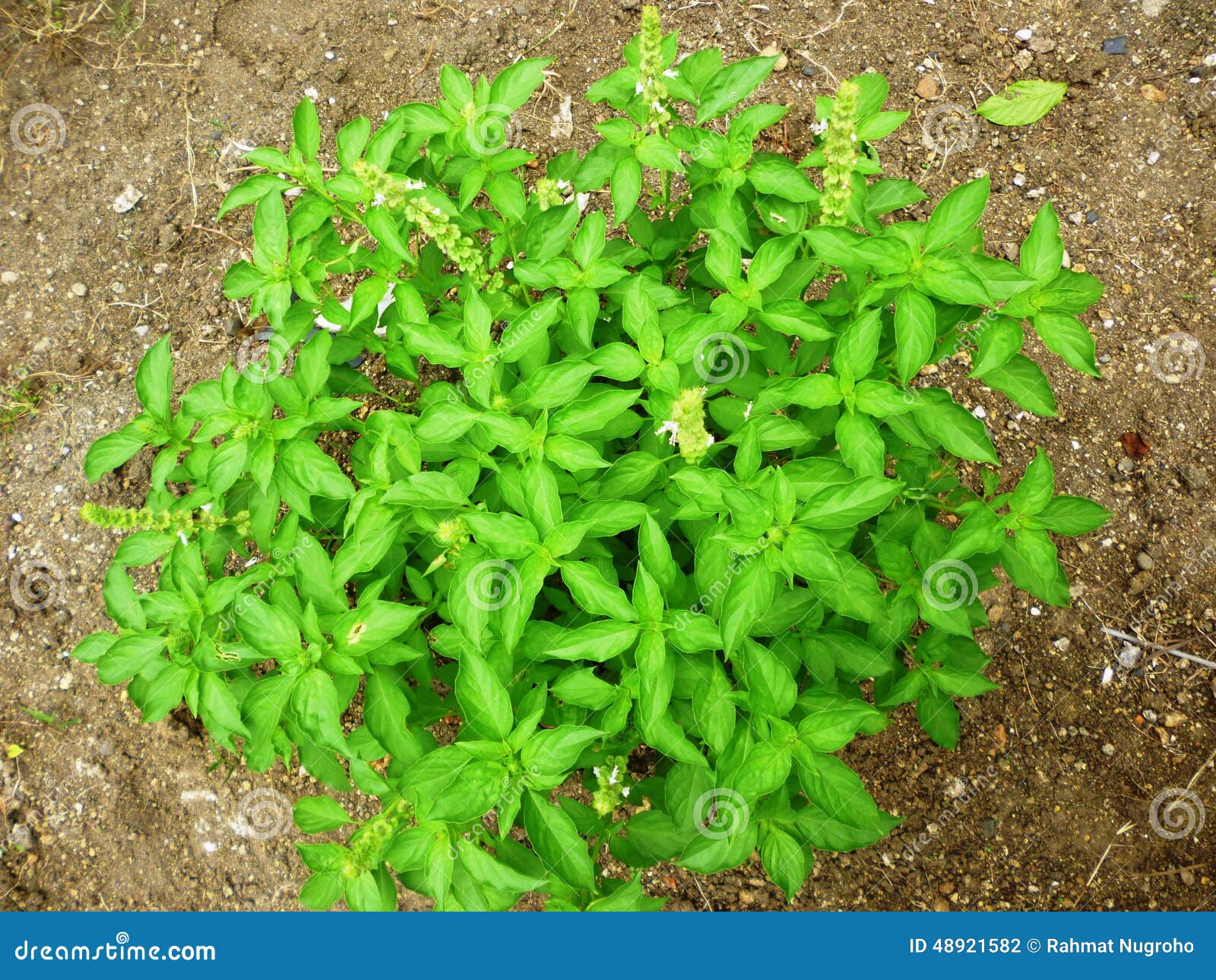 Basilic De Citron (citriodorum D'Ocimum) Photo stock - Image du ...