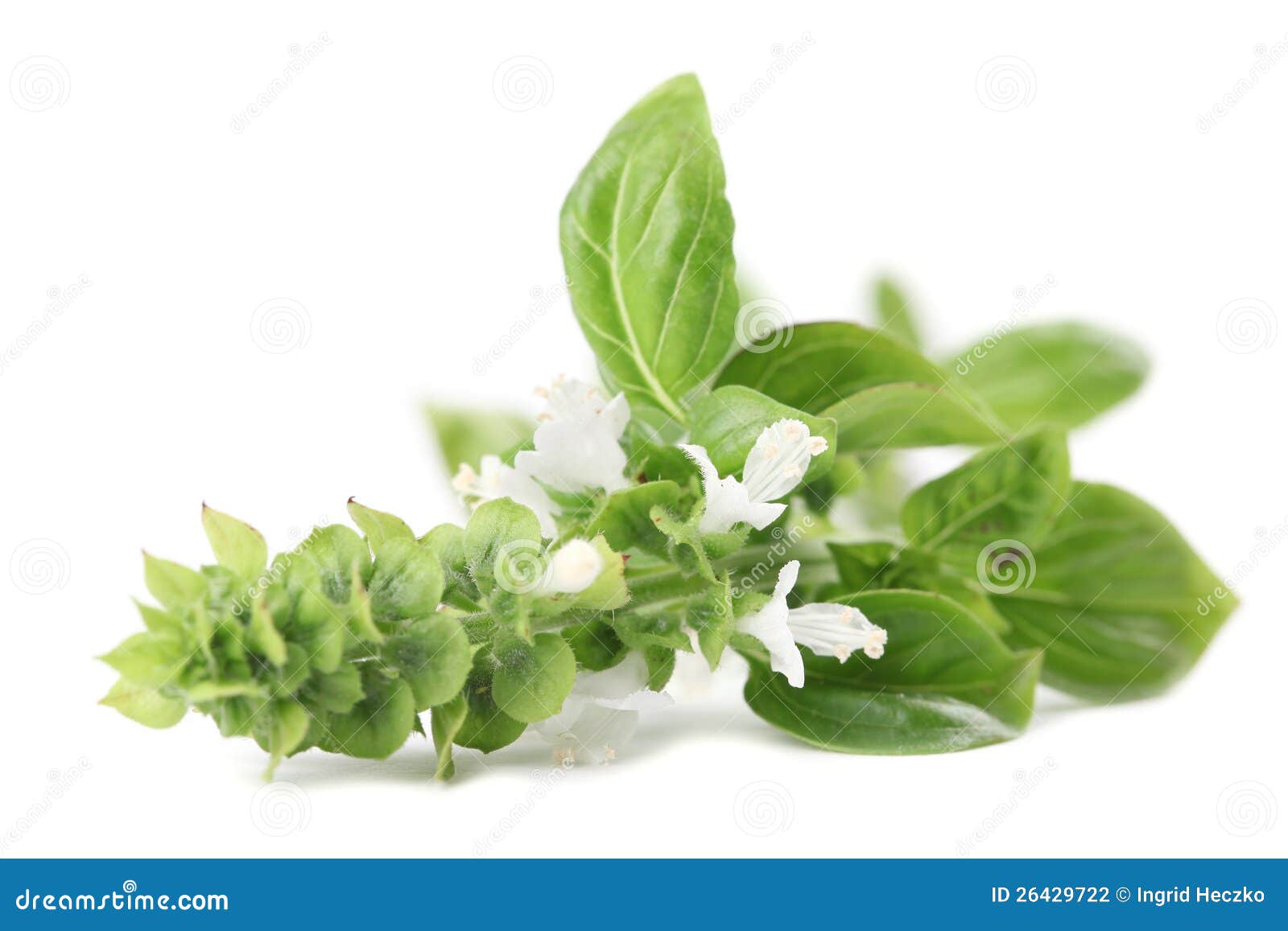Basilic de floraison photo stock. Image du herbe, fond - 26429722