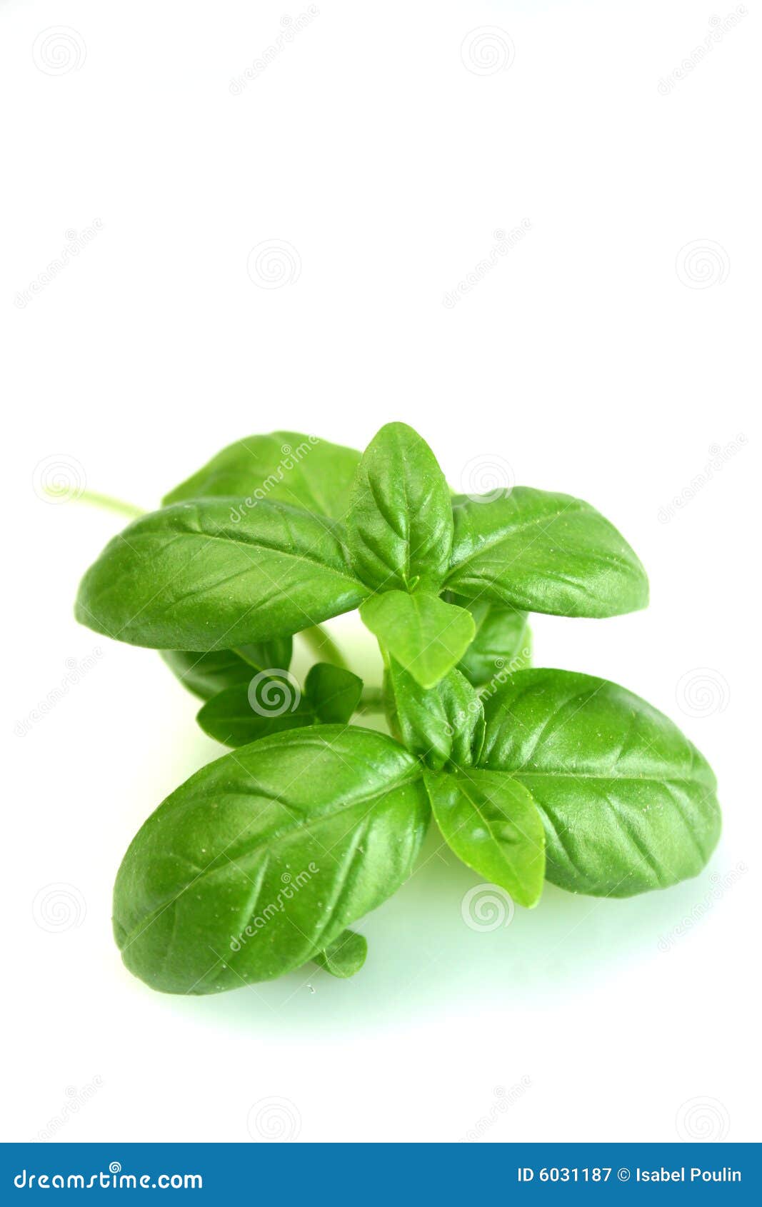 Basilic frais image stock. Image du vert, fond, cuisine - 6031187