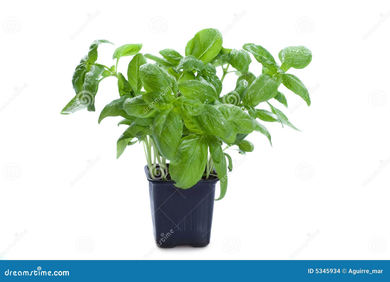 Basilic Frais Dans Le Flower-pot Photo stock - Image du mangez, lame ...