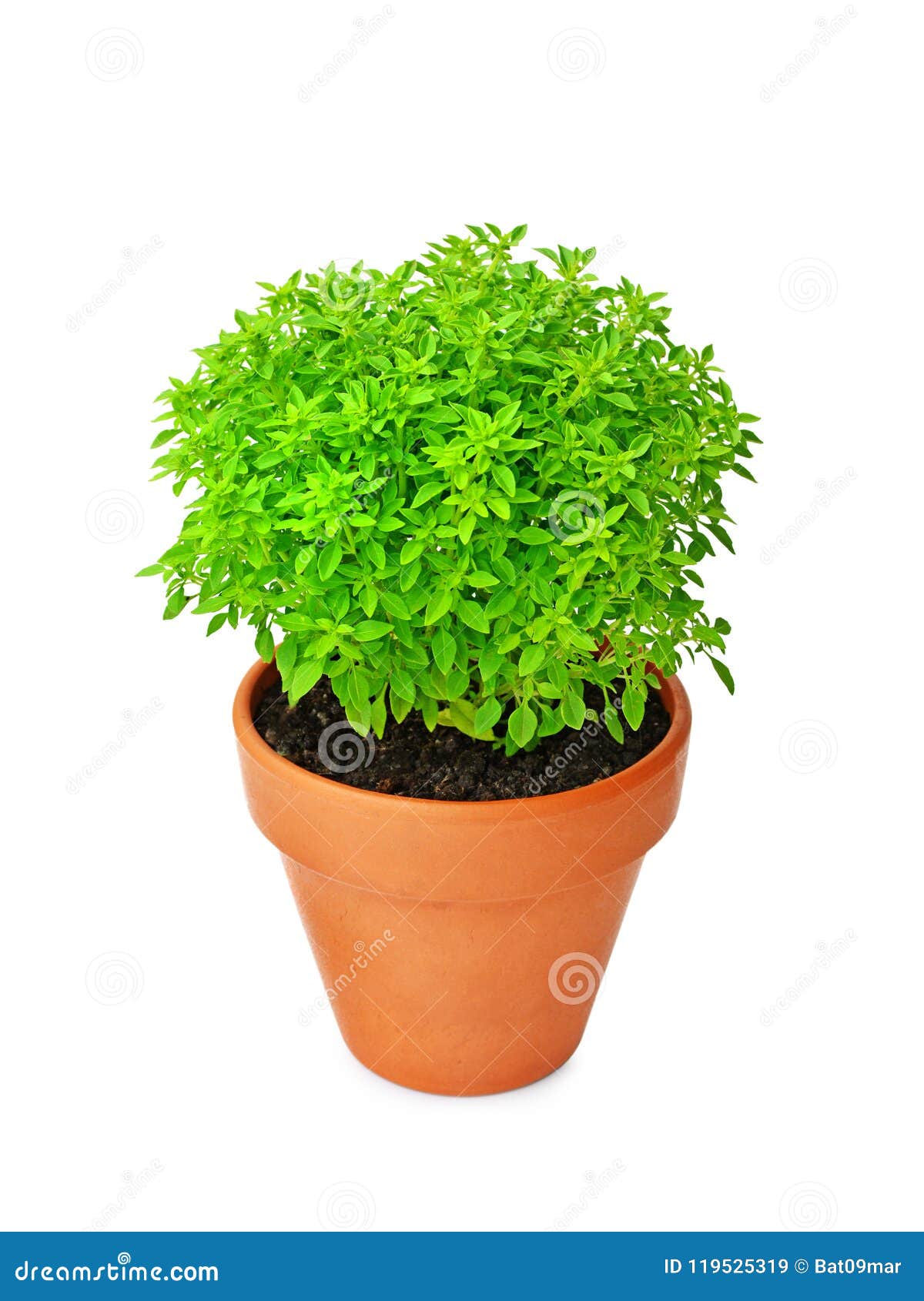 Basilic Grec Nain Dans Le Pot D'argile D'isolement Image stock - Image ...