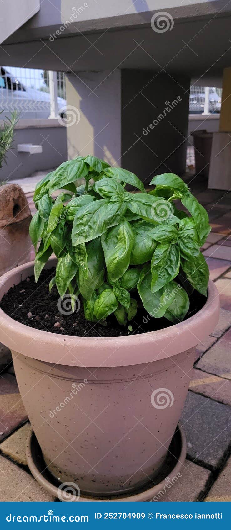 Basilic Italien Dans Le Bocal Image stock - Image du nature, basilic ...