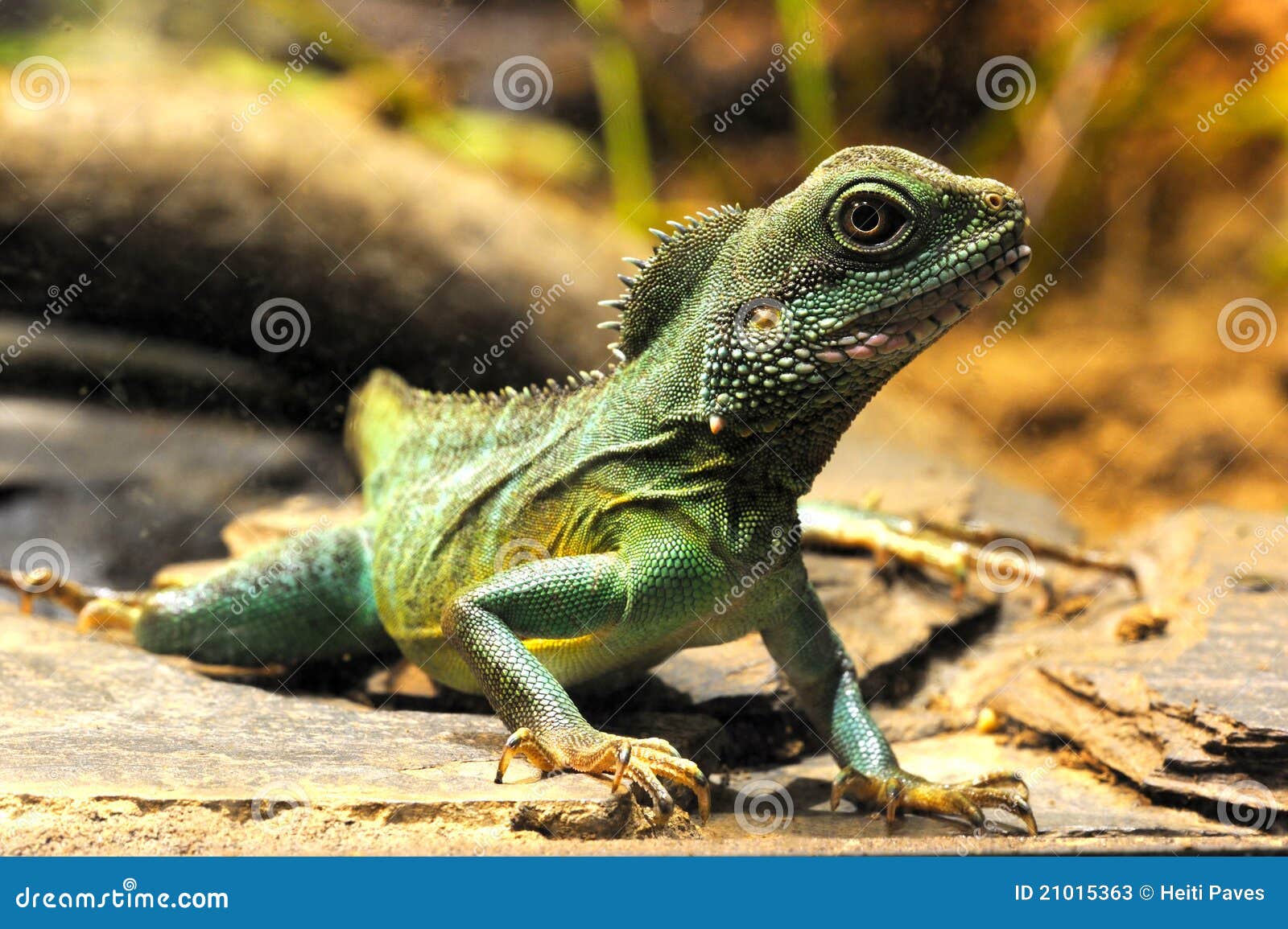 Basilic Plumed image stock. Image du zoologie, dragon - 21015363