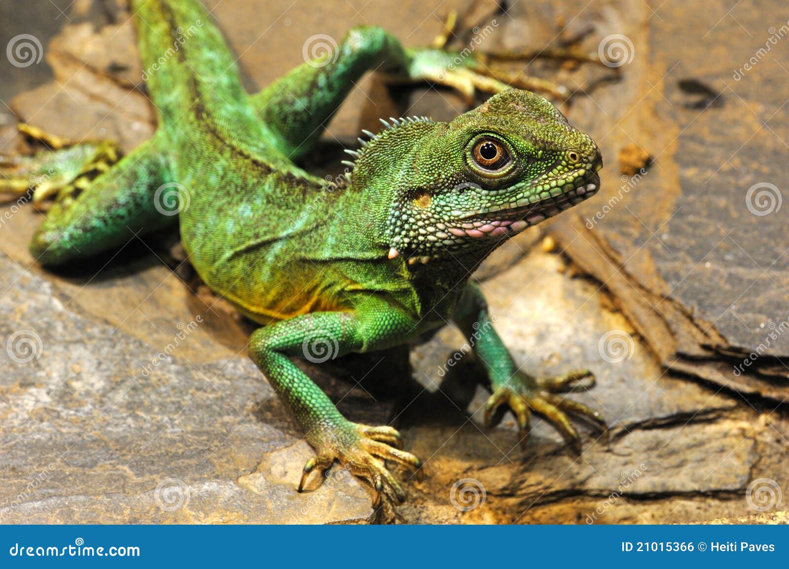 Basilic Plumed photo stock. Image of dragon, zoologie - 21015366